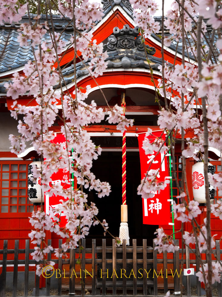 Cross-country Japan Cherry Blossom Photo Tour - Blain Harasymiw Photography