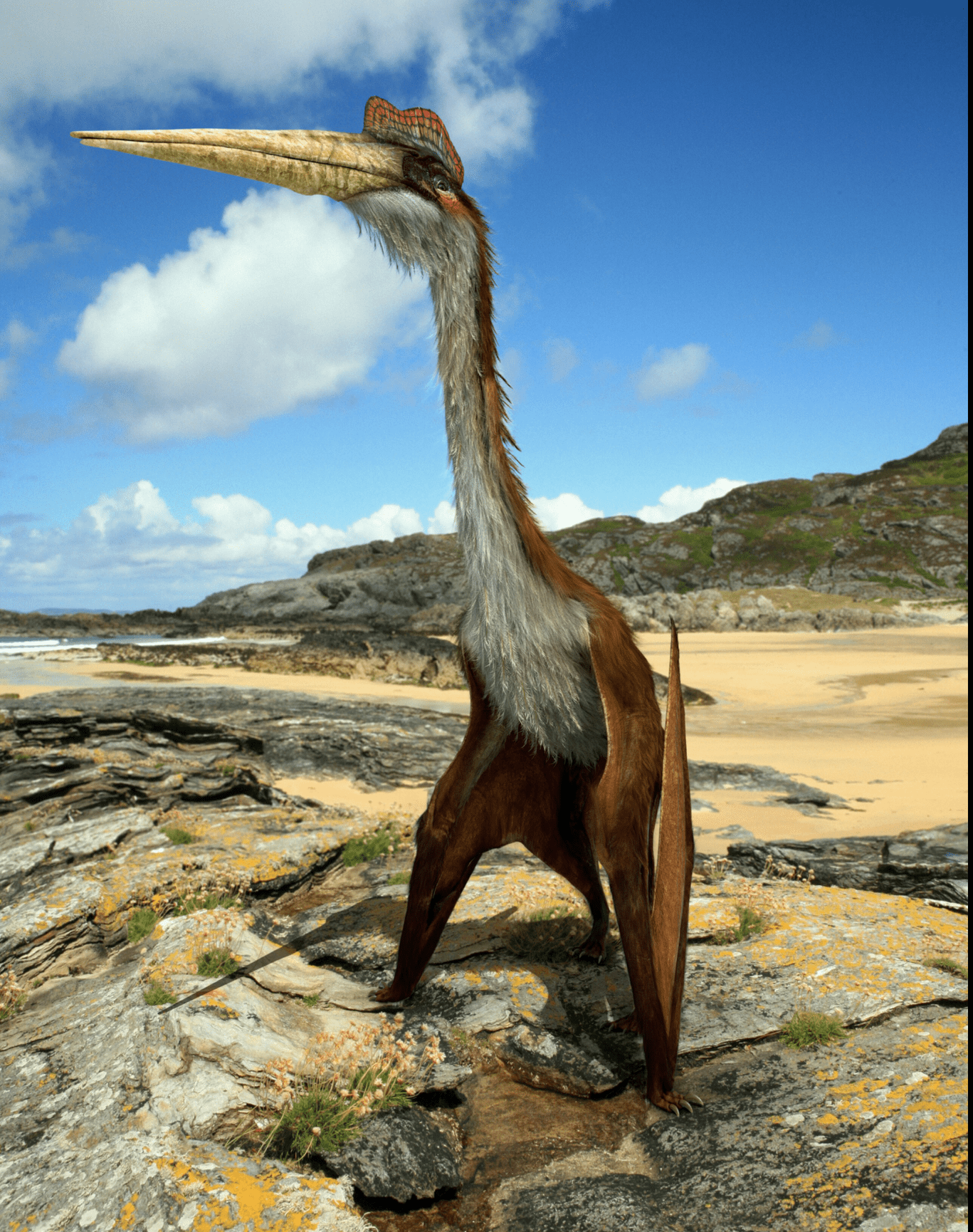 Two Ice Age Relic Raptors - The Steller’s Sea Eagle & Quetzalcoatlus ...