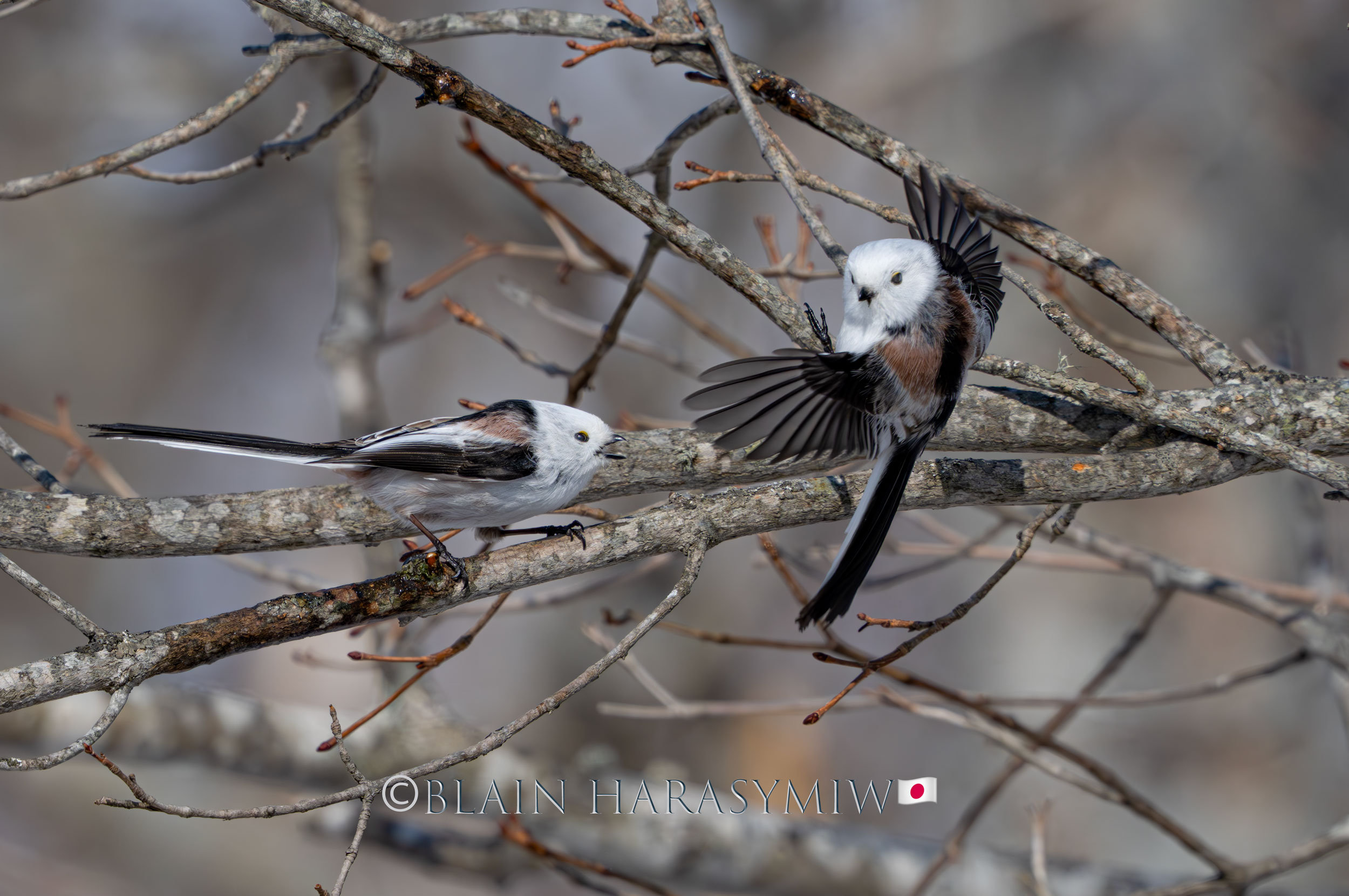 Japan Photo Tours | Blain Harasymiw Photography