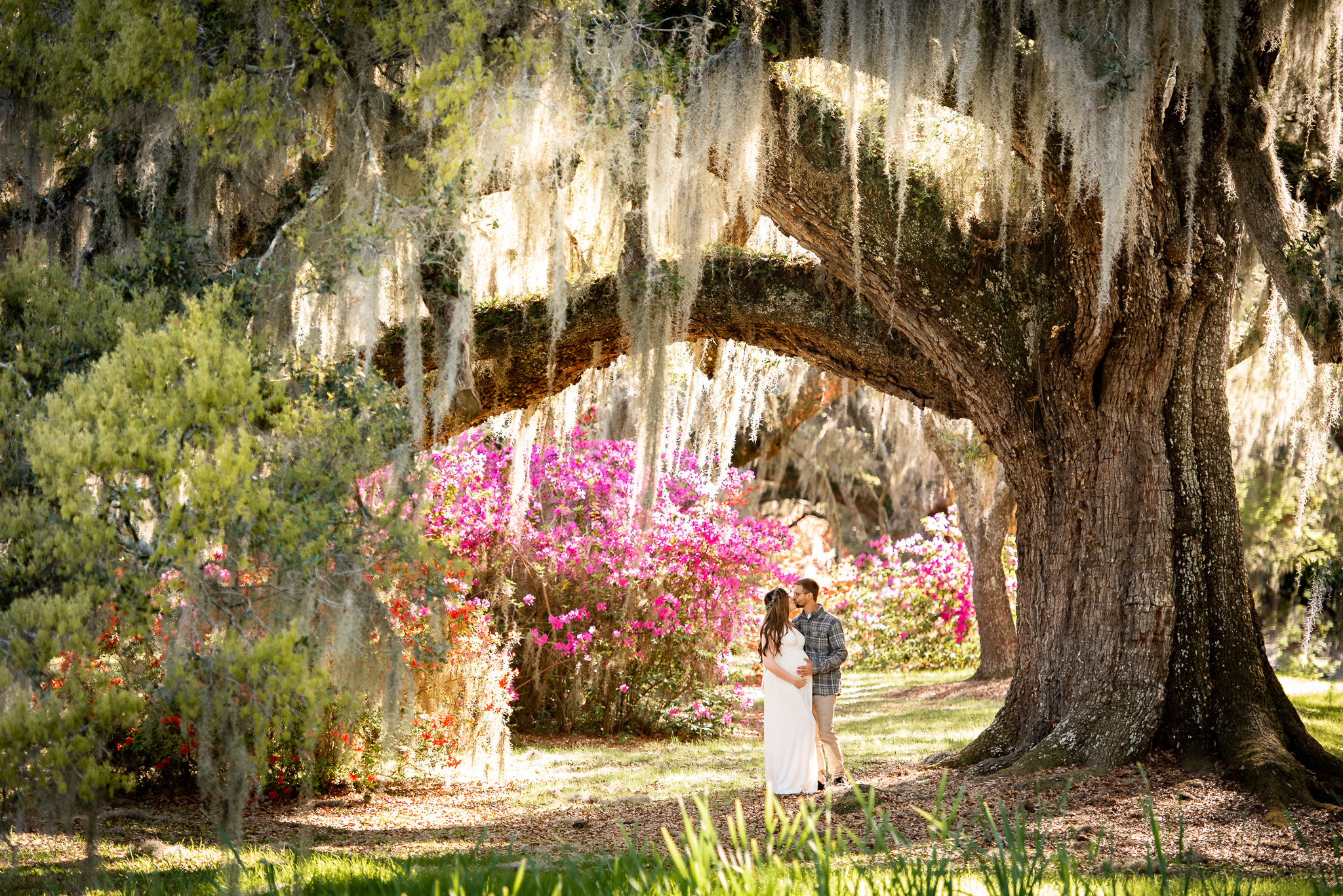 Magnolia Gardens Charleston Sc