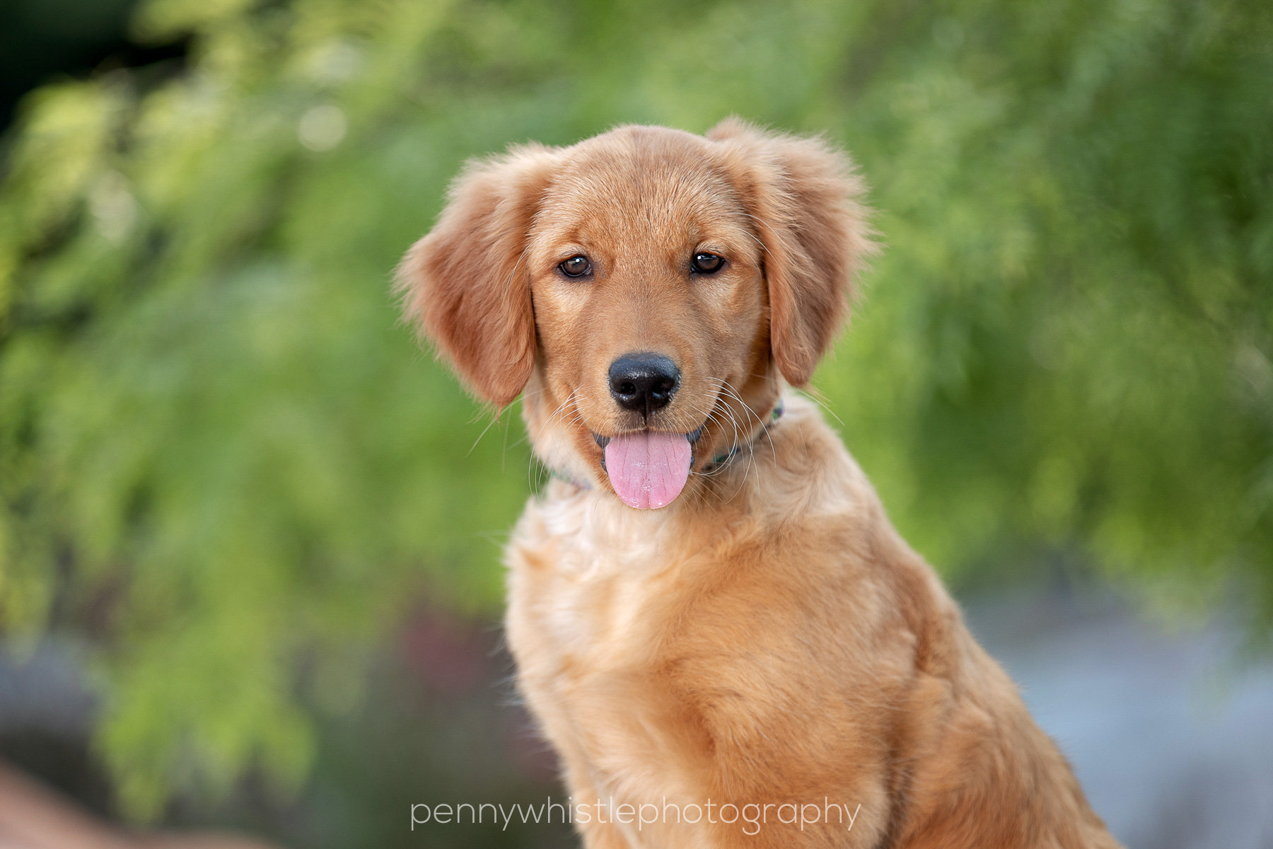 The 5 Must-Have Photos For Your Dog's Portrait Session
