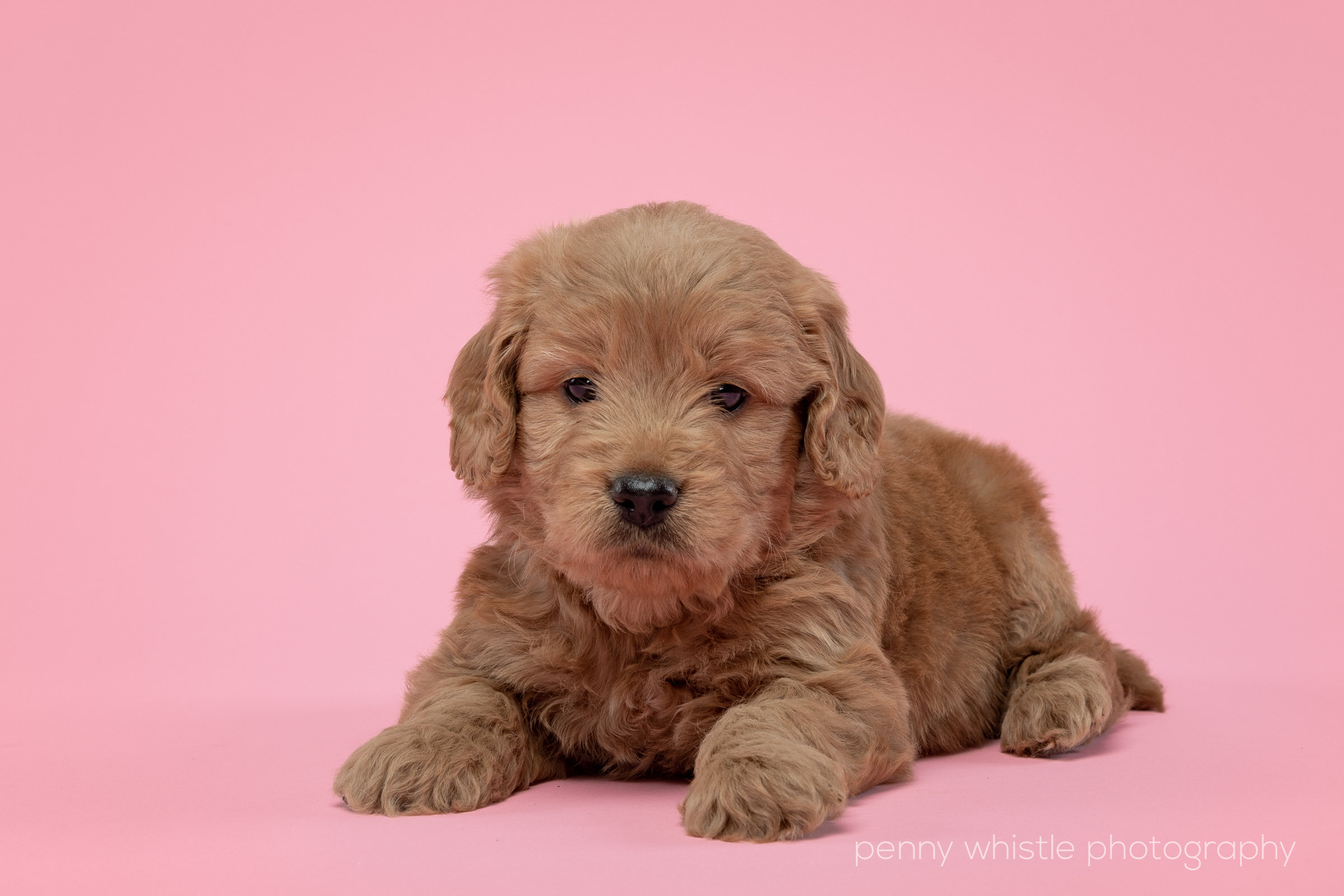 Golden Doodle Puppies Are Pretty In Pink