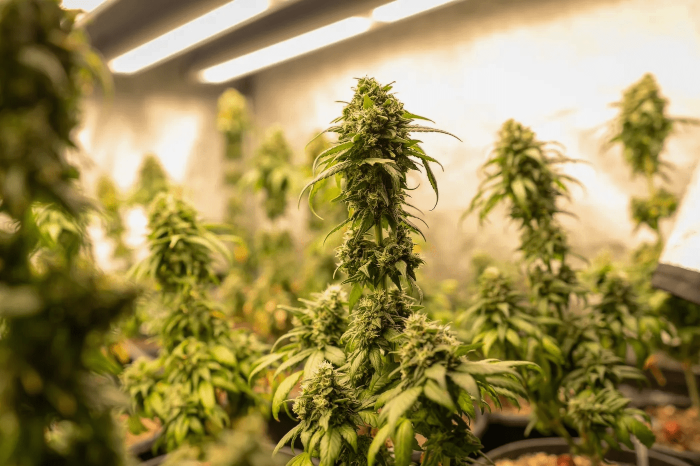 Building a Thriving Community of Organic Cannabis Home Growers - REGEN ...