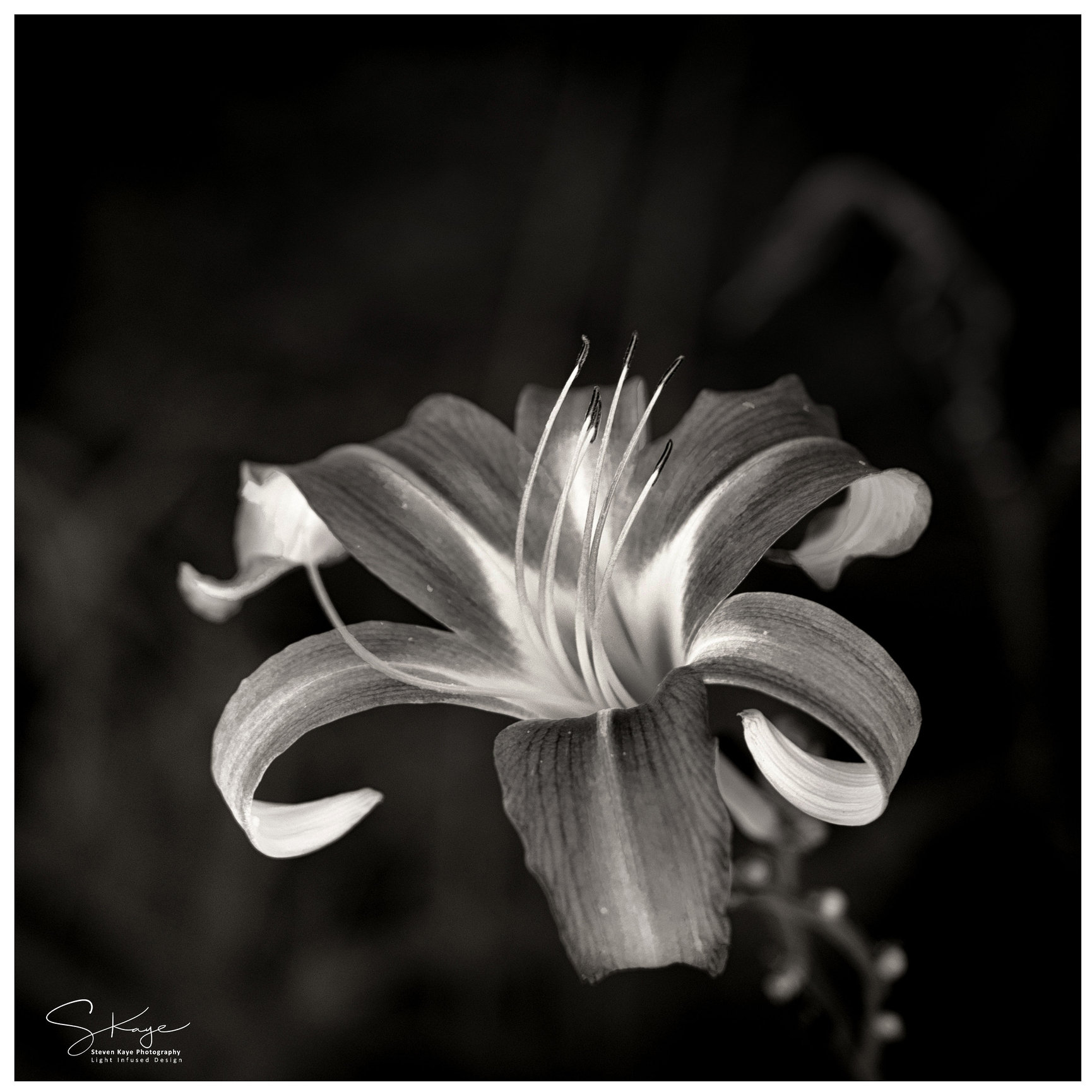 HOME - Steven Kaye Photography