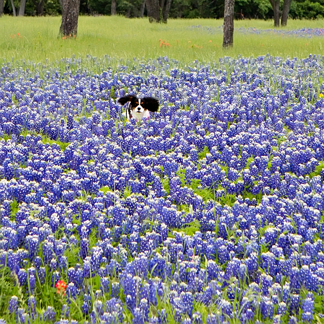 Texas Bluebonnets | Photography by Misty | Plano, TX
