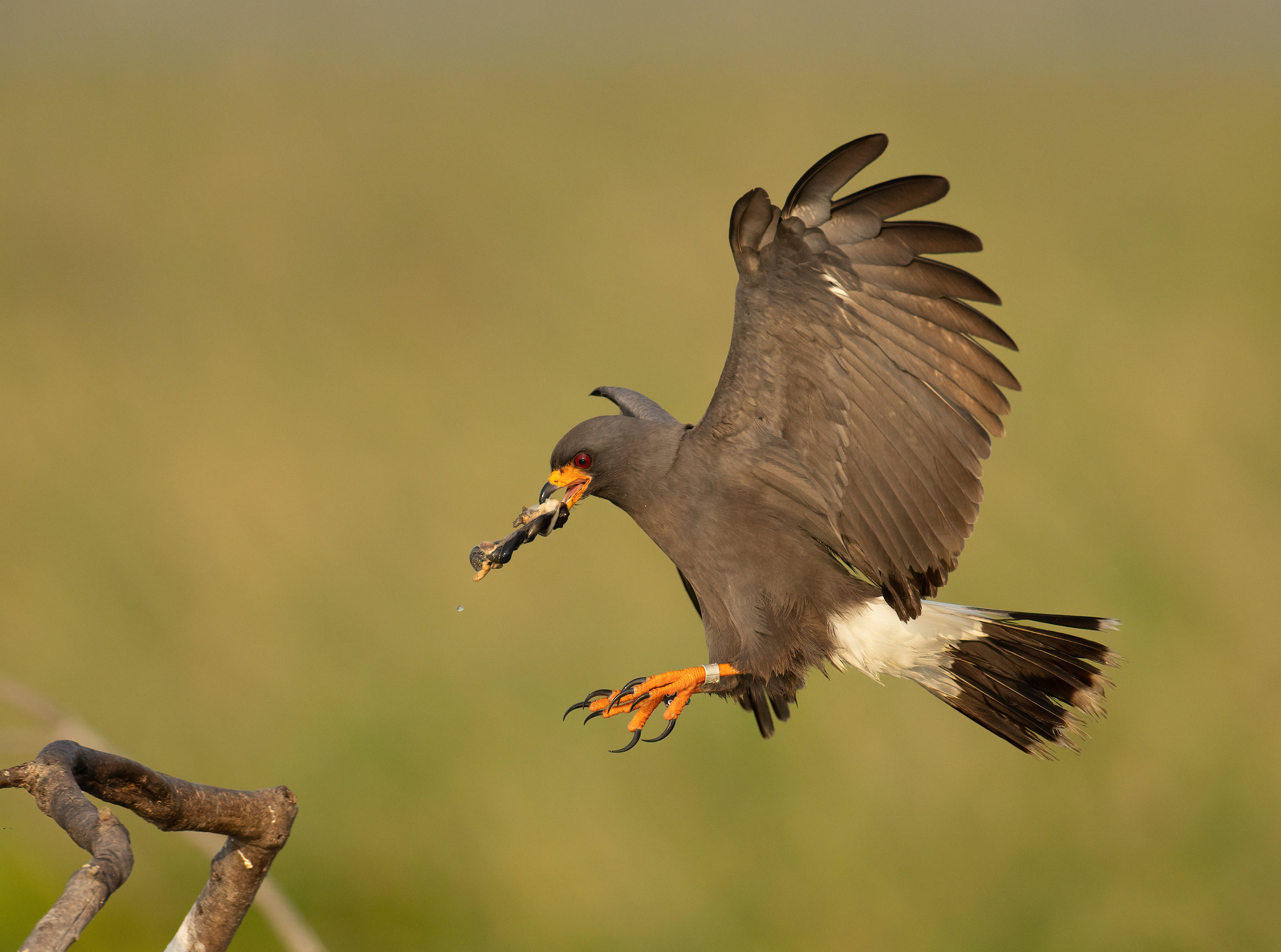 Raptors - Whistling Wings Photography