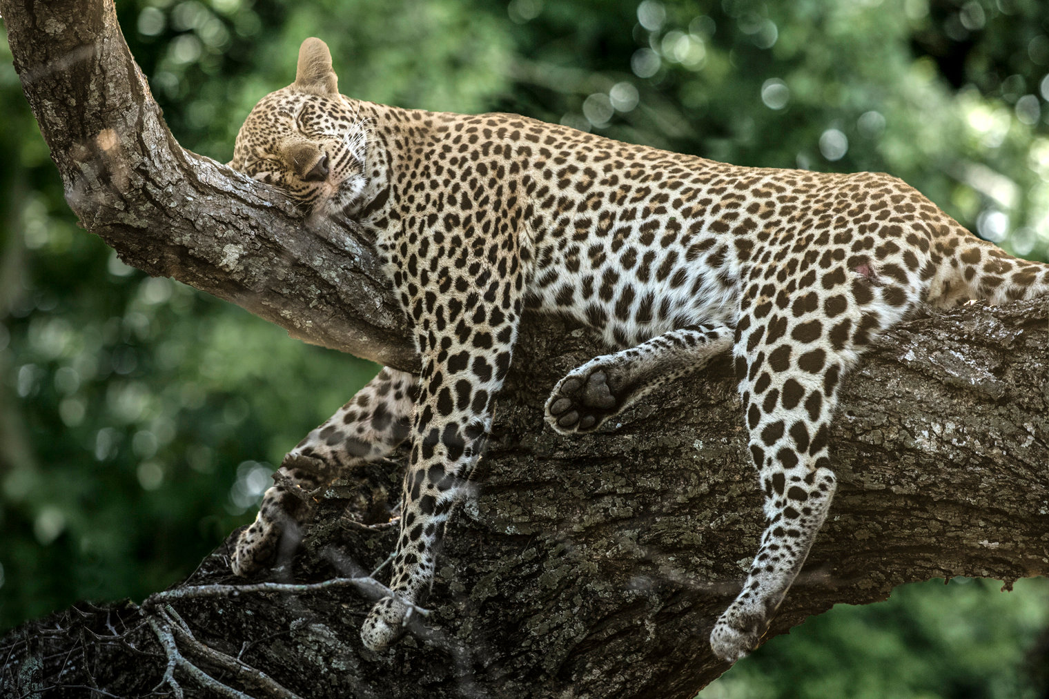 Midday siesta - Jim Zuckerman photography & photo tours