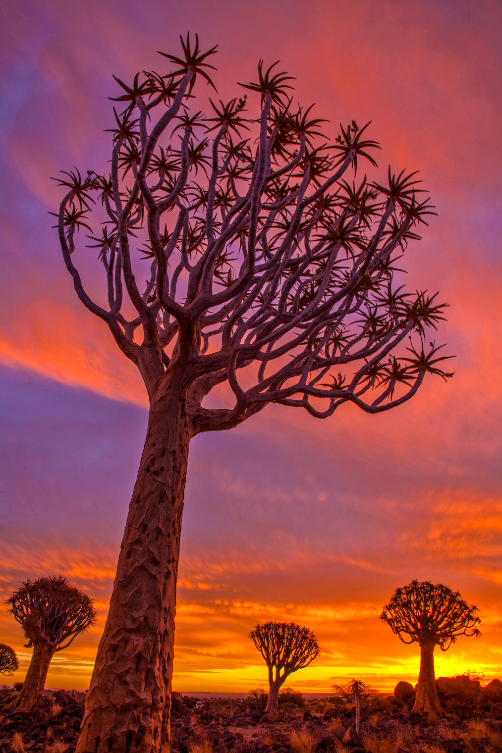 Quiver Tree forest at sunset - Jim Zuckerman photography & photo tours Quiver Tree forest at sunset - Jim Zuckerman photography & photo tours