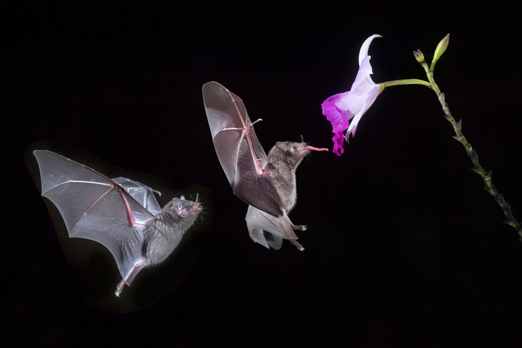 Bats in flight at night - Jim Zuckerman photography & photo tours