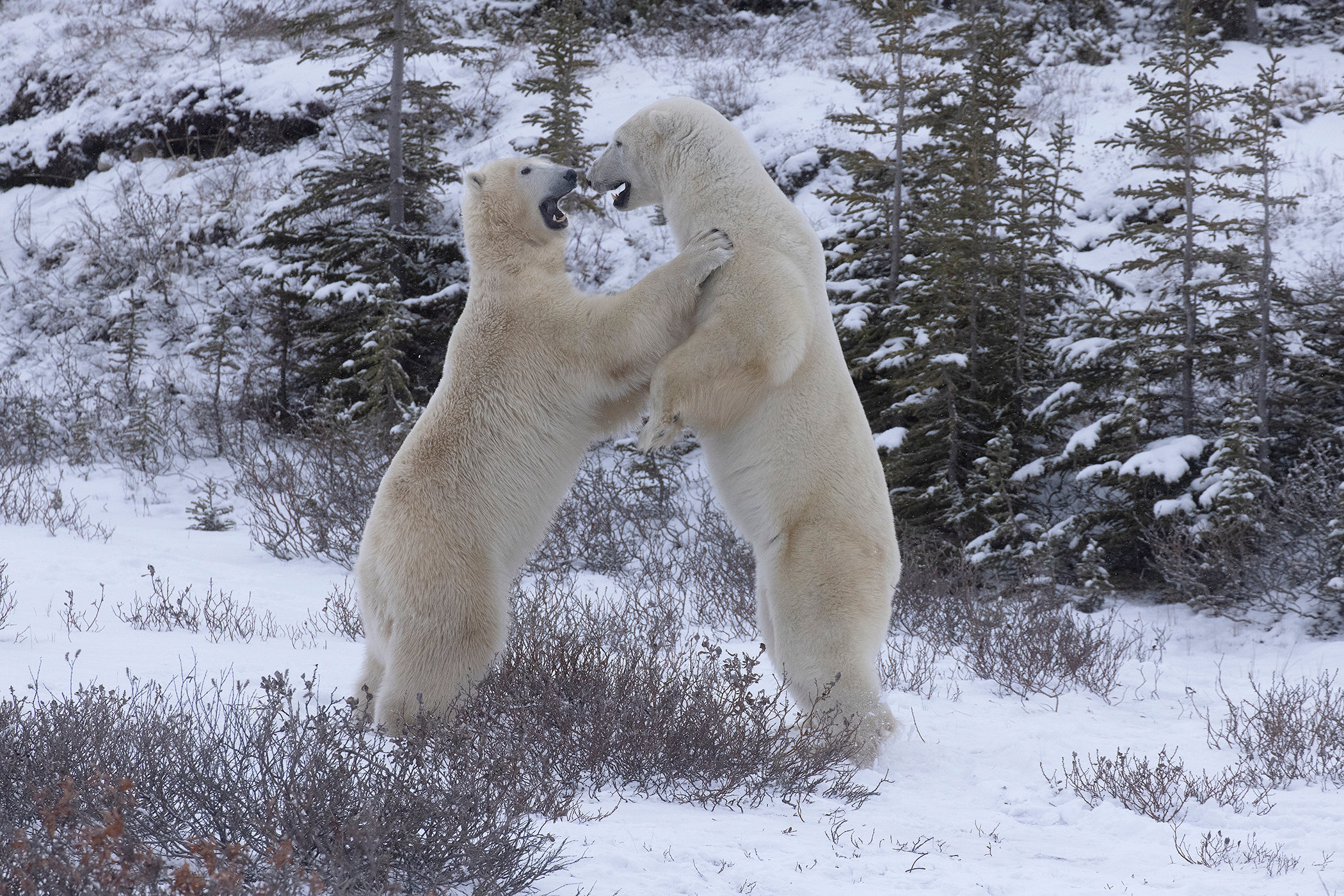 Polar bears sparing - Jim Zuckerman photography & photo tours
