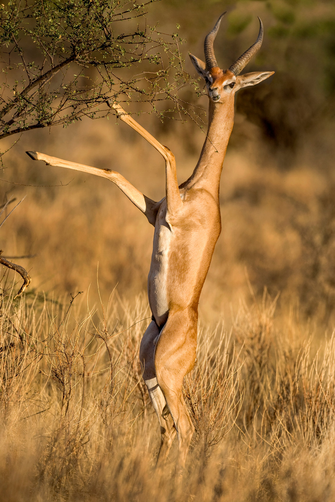 Gerenuk browsing - Jim Zuckerman photography & photo tours