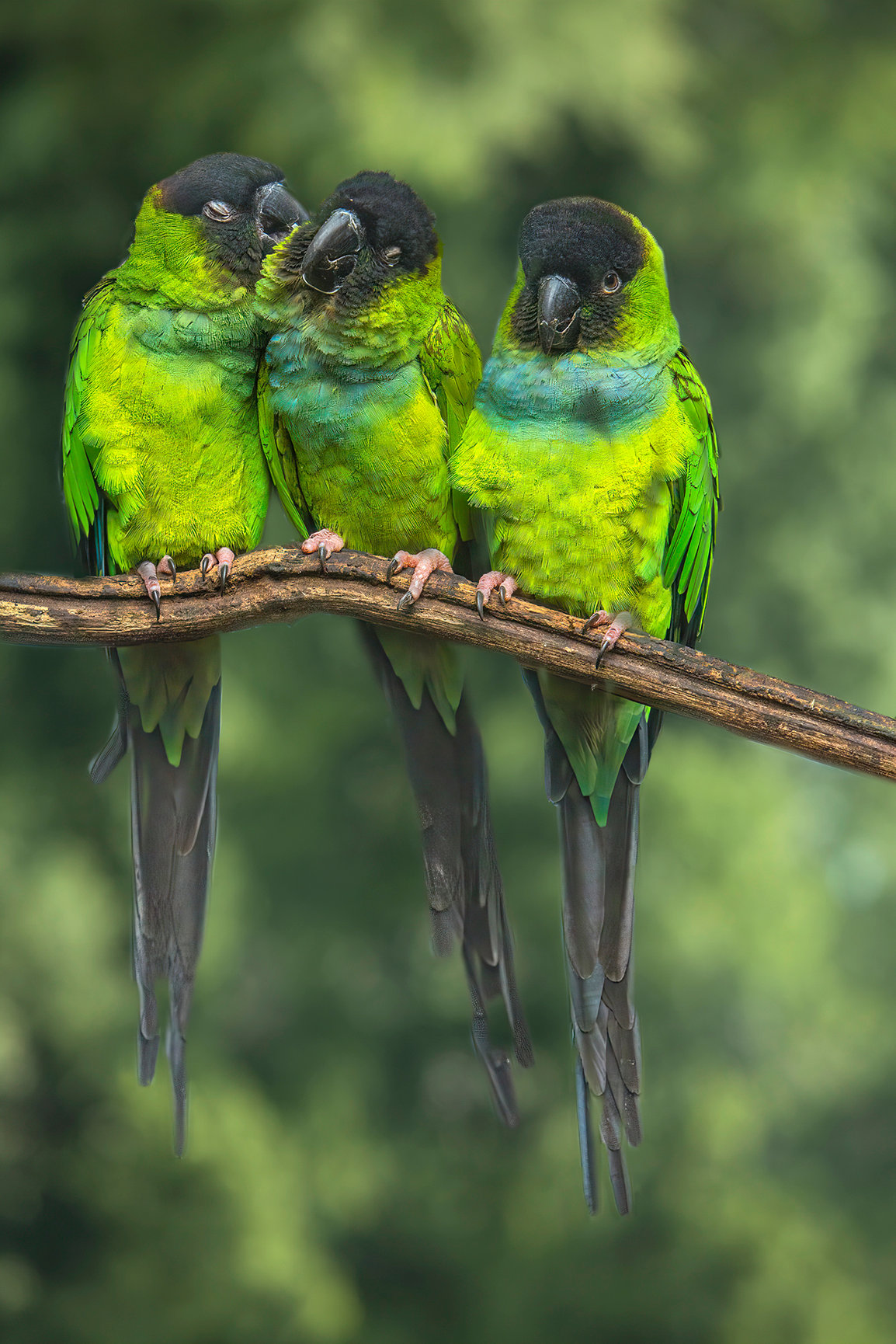 Nanday parakeets - Jim Zuckerman photography & photo tours