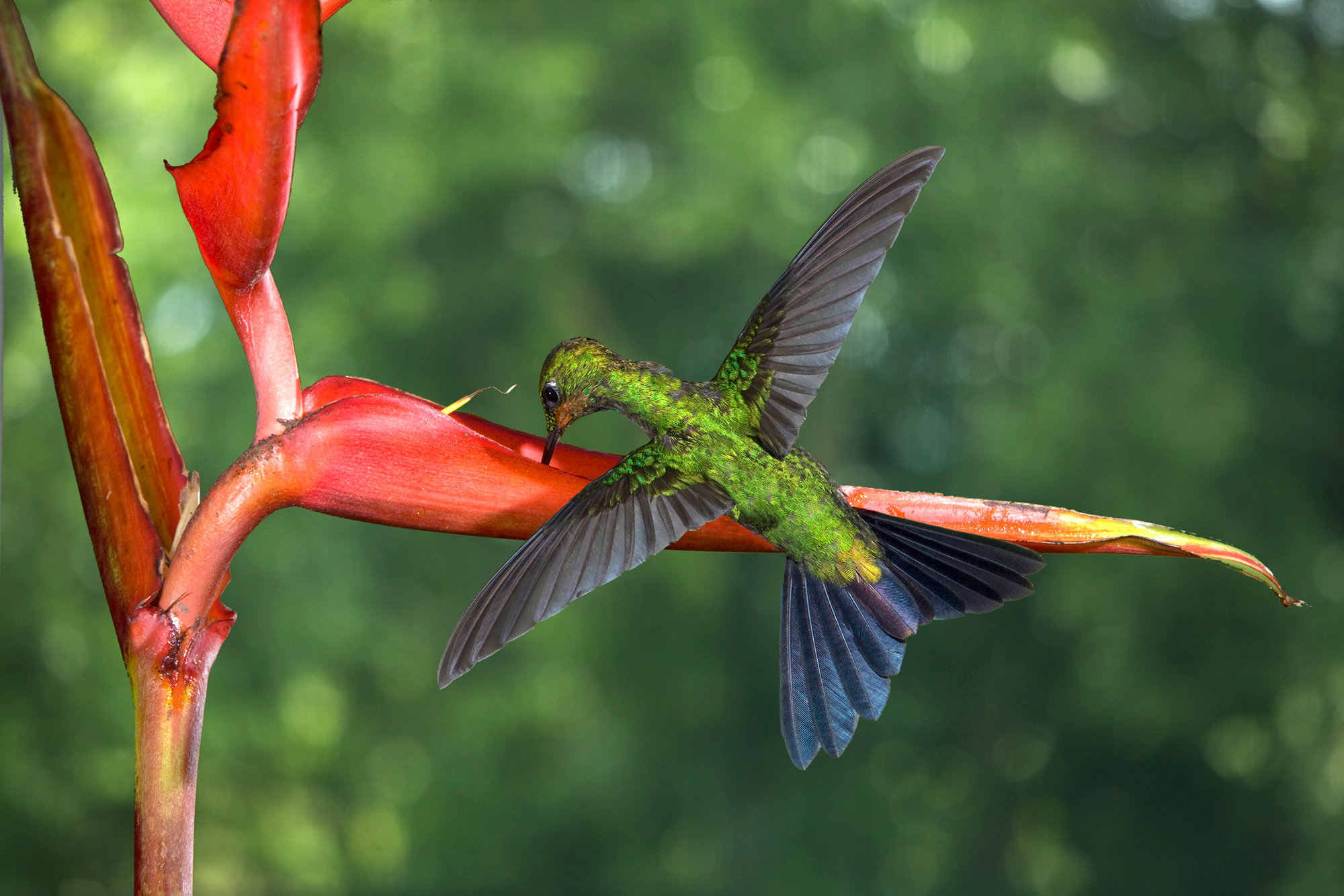 Hummingbird photography - Jim Zuckerman photography & photo tours