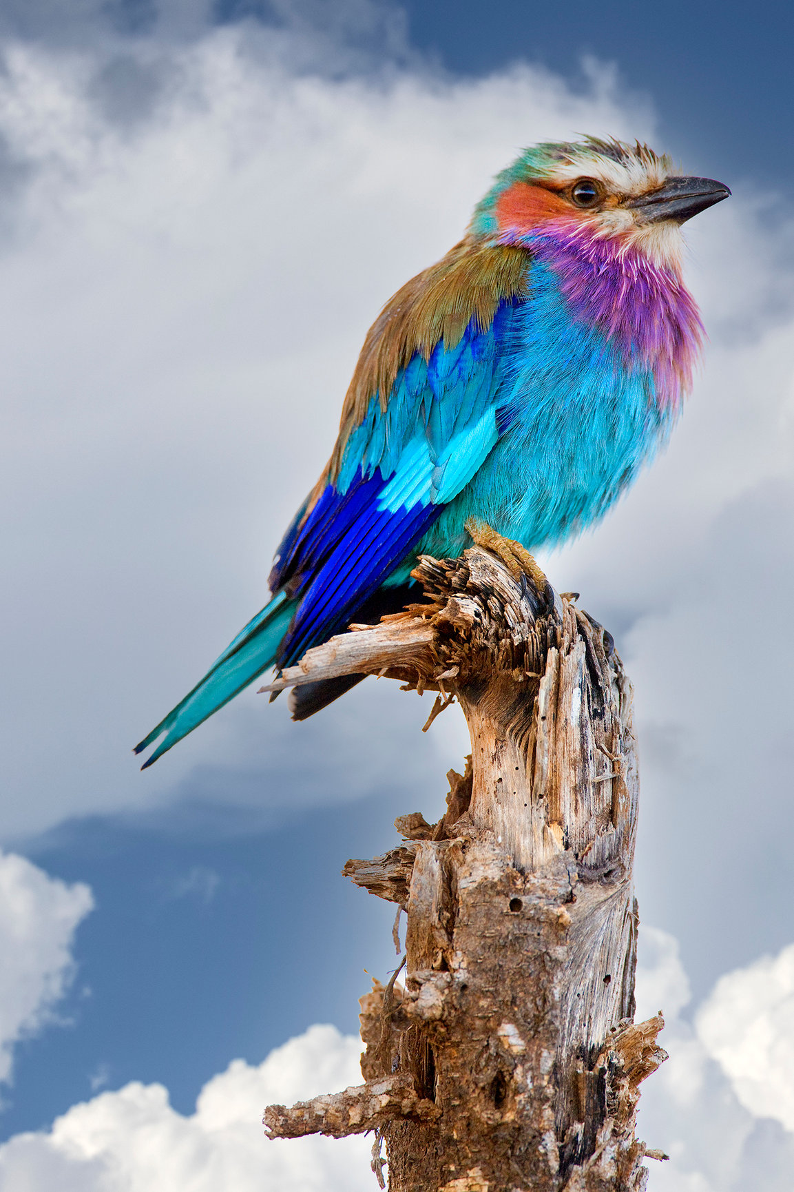 birds, lilac-breasted roller, Africa, wildlife - Jim Zuckerman ...