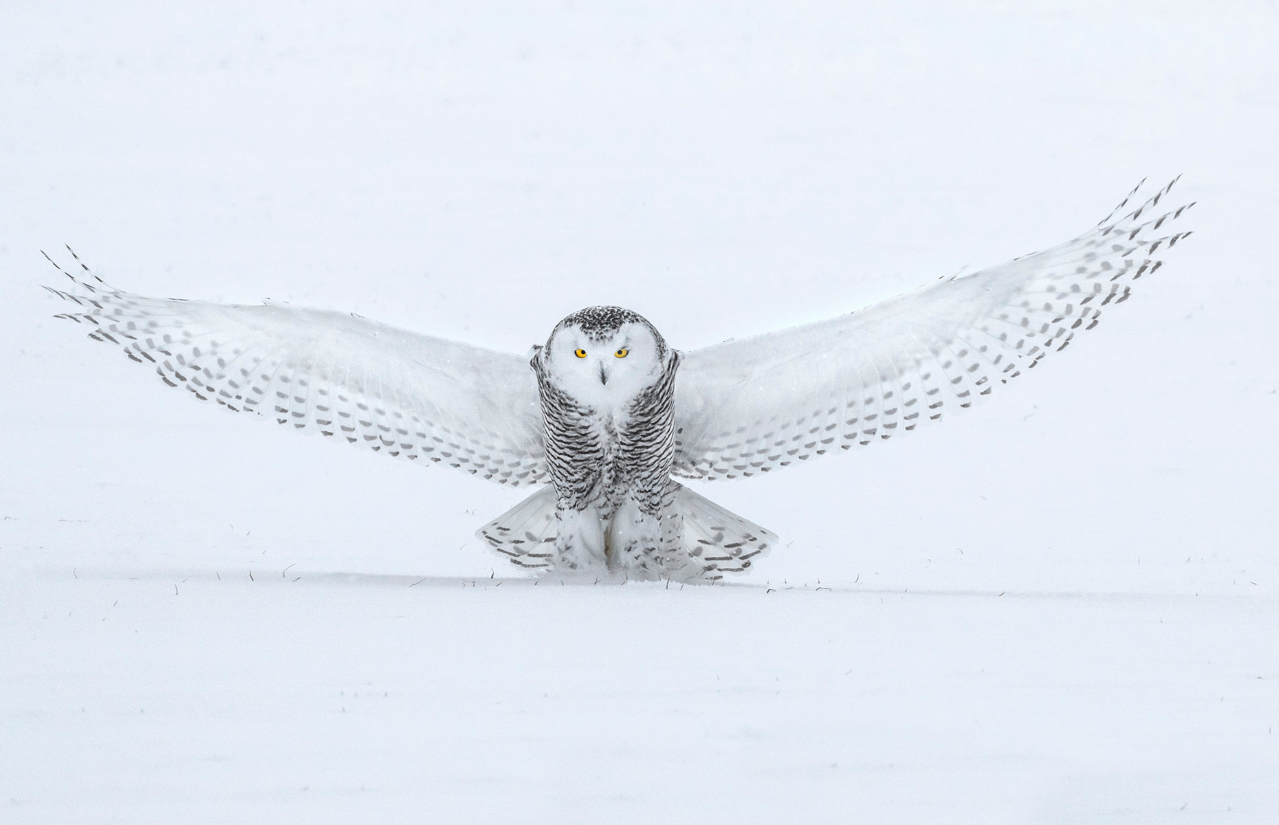 Female snowy owl on white - Jim Zuckerman photography & photo tours
