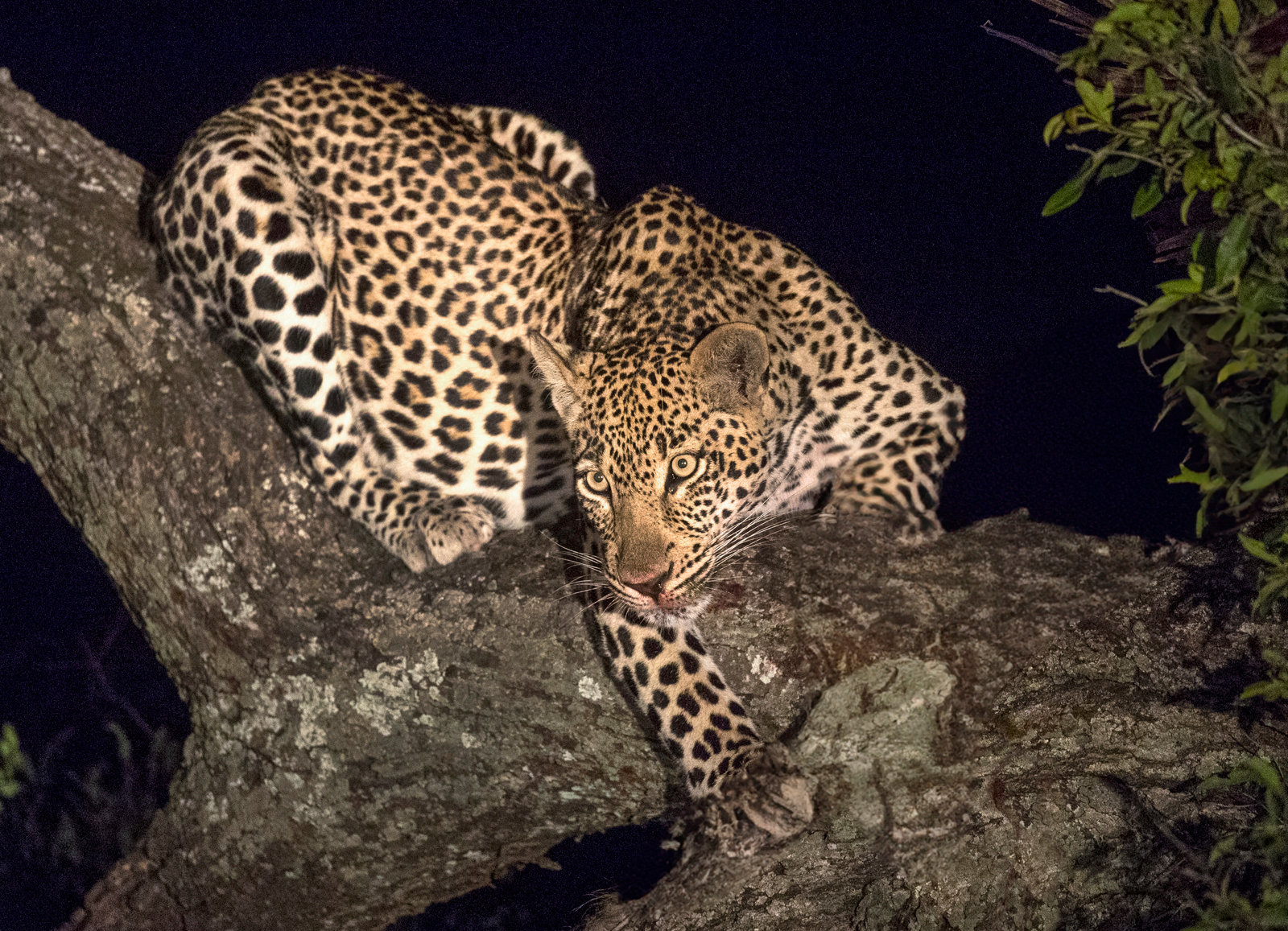 Leopard at night - Jim Zuckerman photography & photo tours