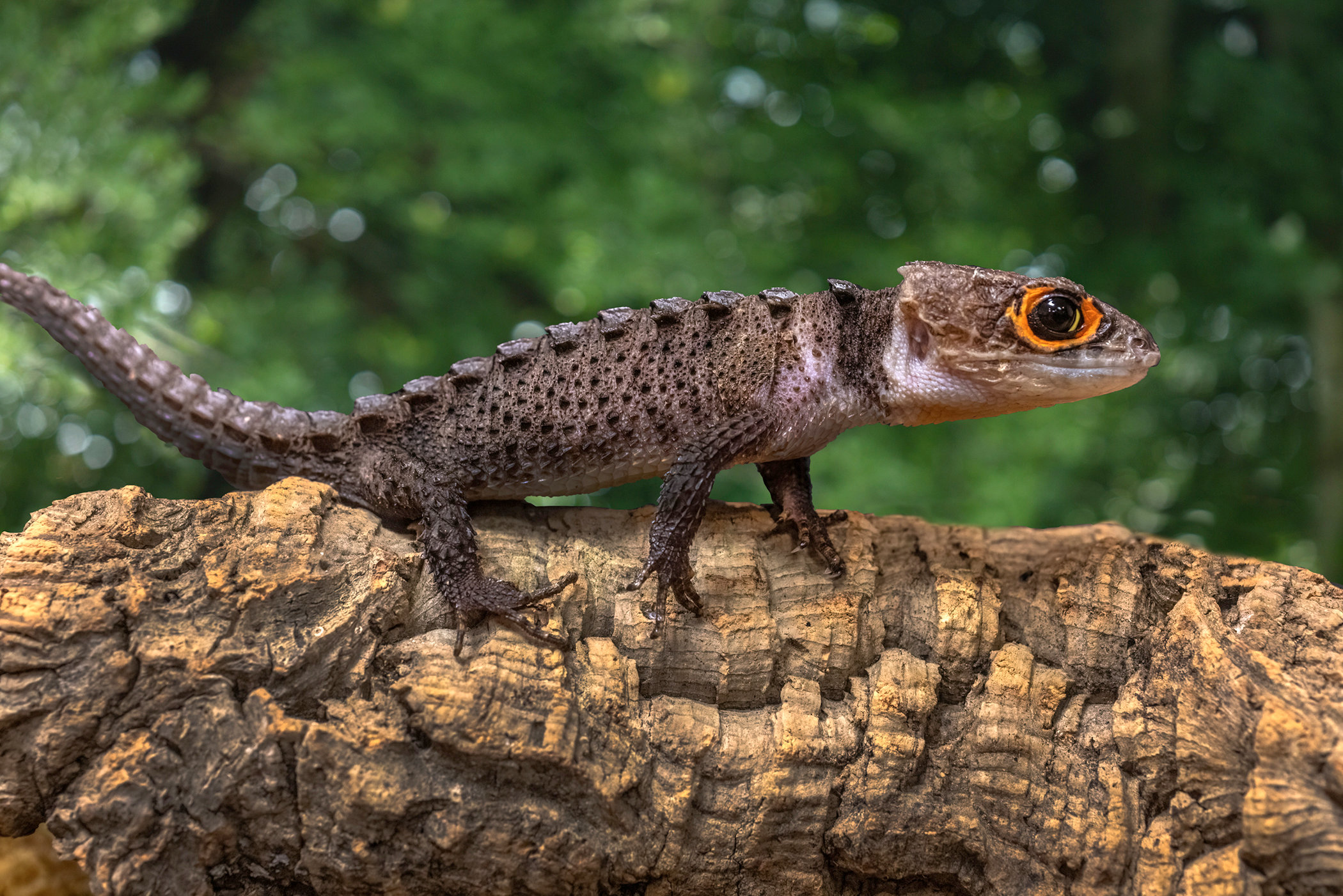 An unusual reptile - Jim Zuckerman photography & photo tours