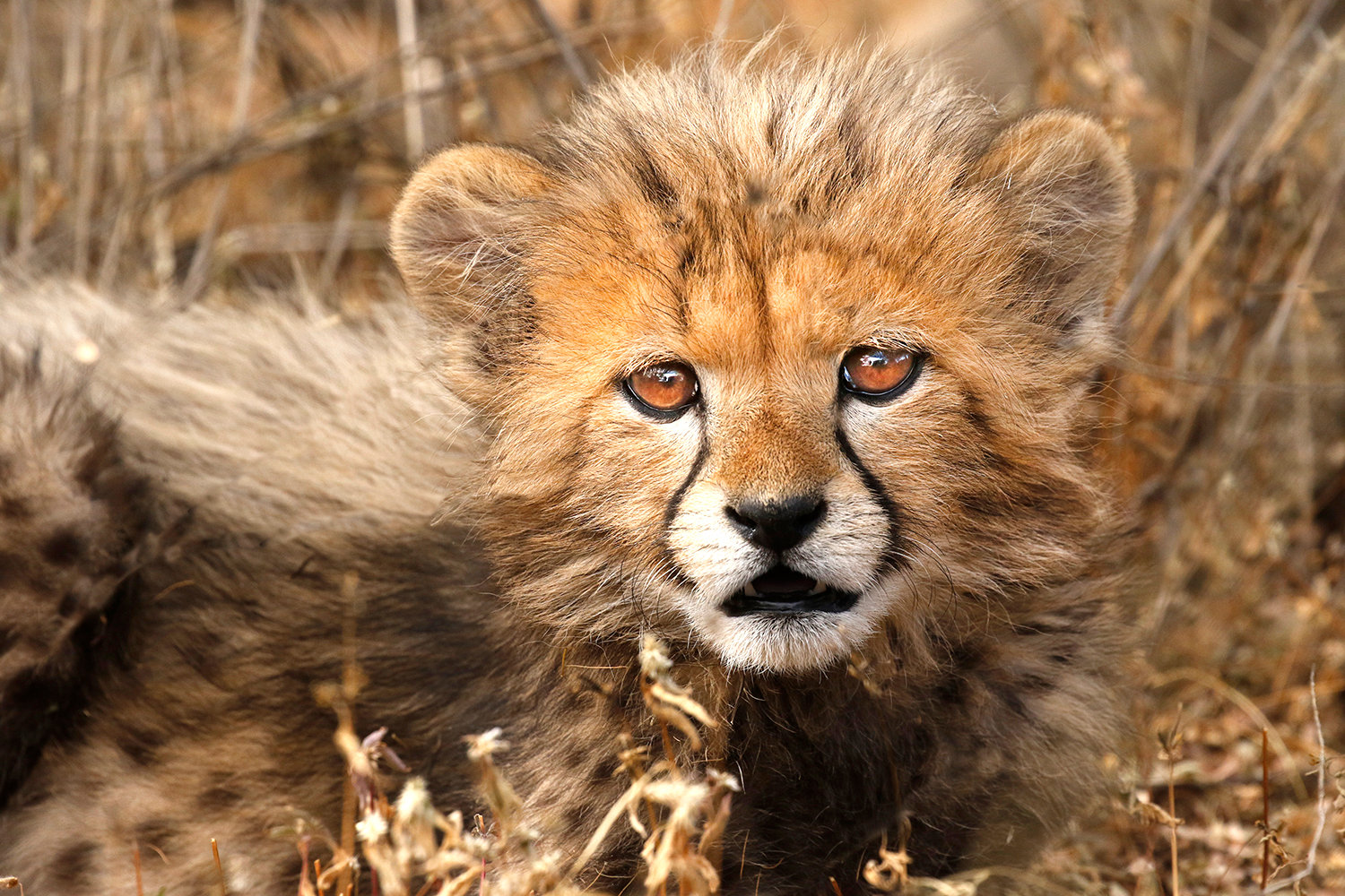 Cheetah cub - Jim Zuckerman photography & photo tours
