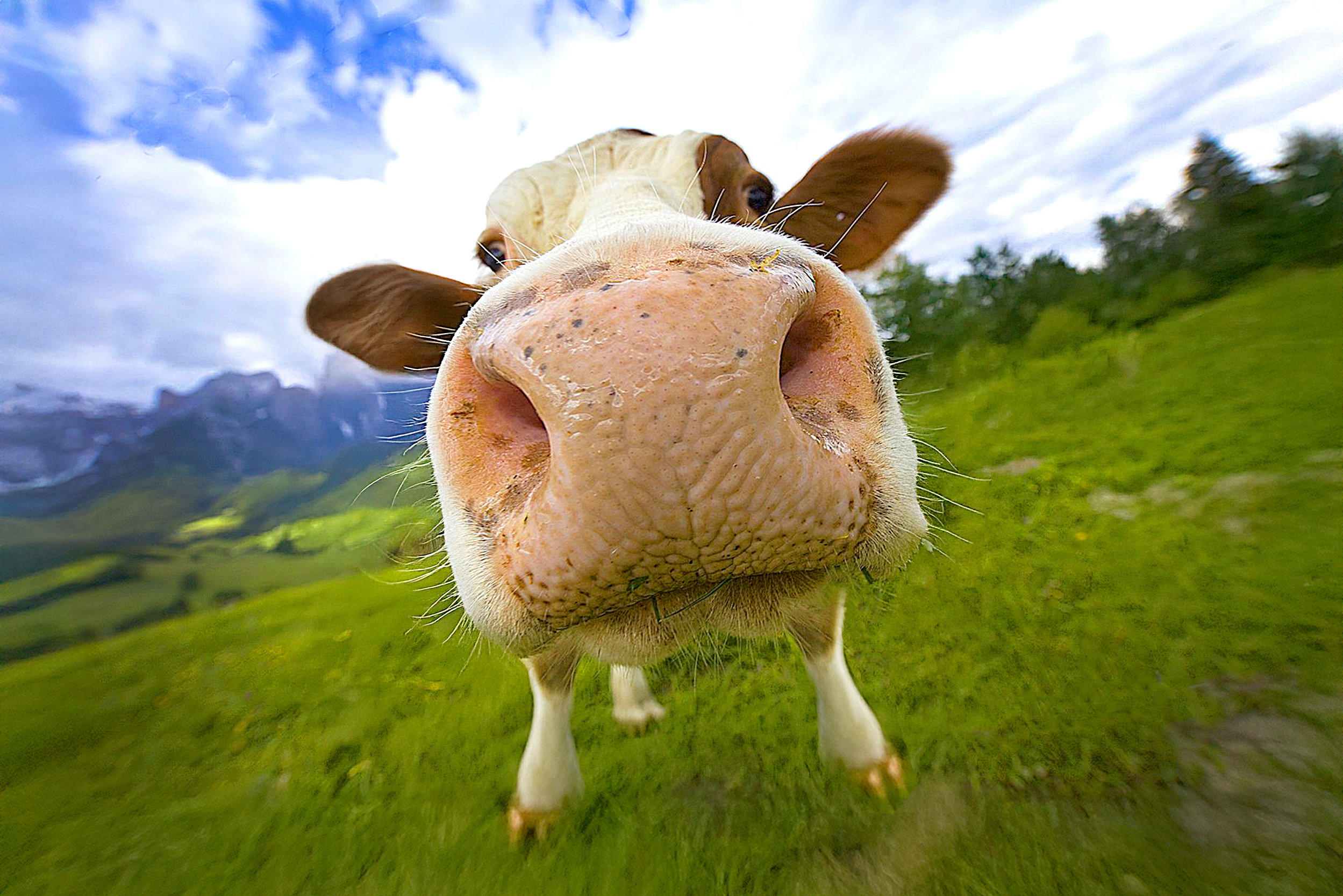 Intimate portrait of a curious cow - Jim Zuckerman photography & photo ...