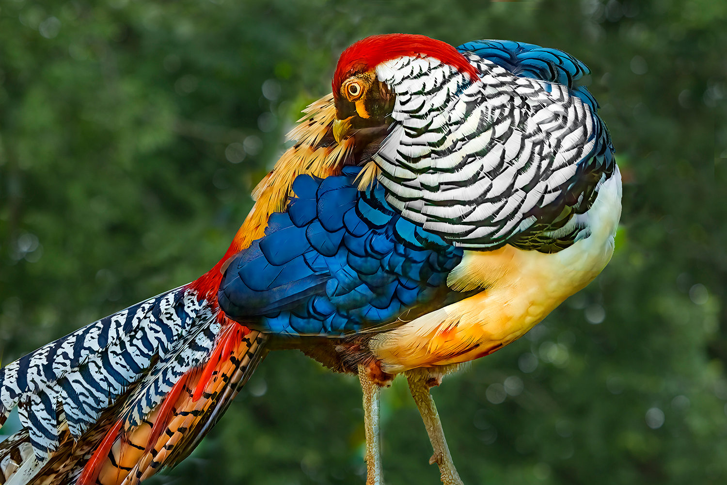 An incredible bird - Jim Zuckerman photography & photo tours