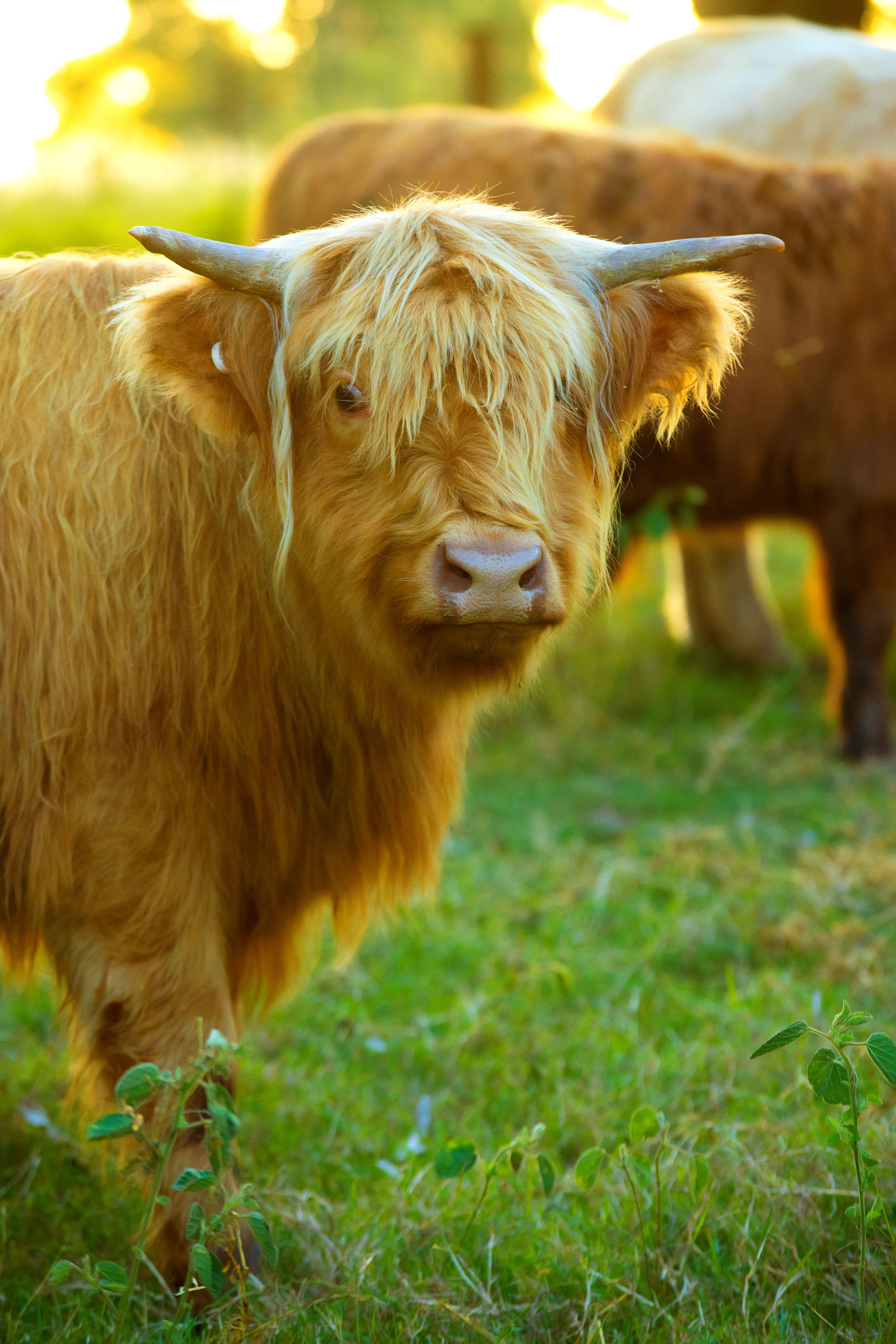 Highland Cow Photography & Encounters | K n J Photography
