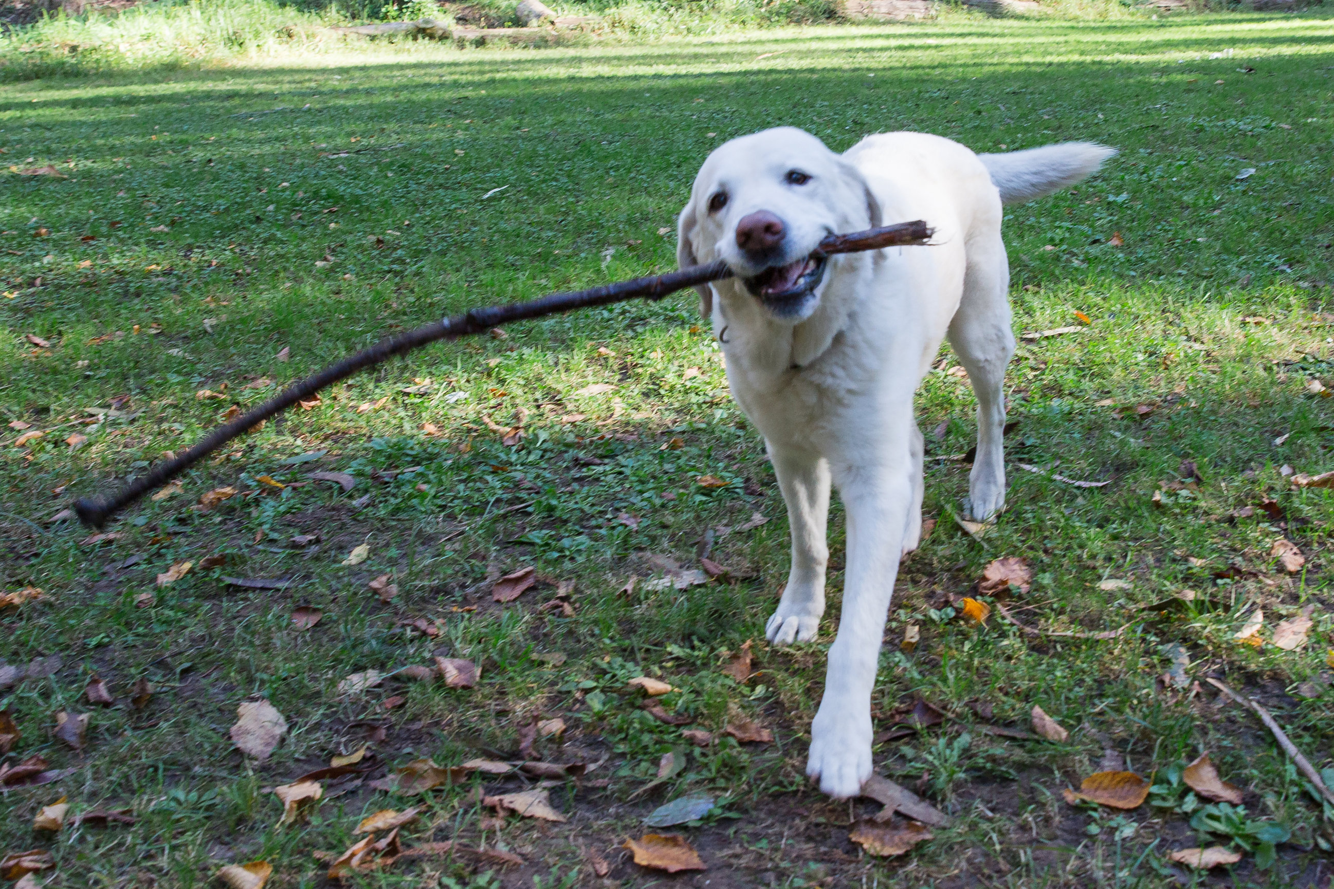 Who Let the Dogs Out? - Lisa V. Leach Photography