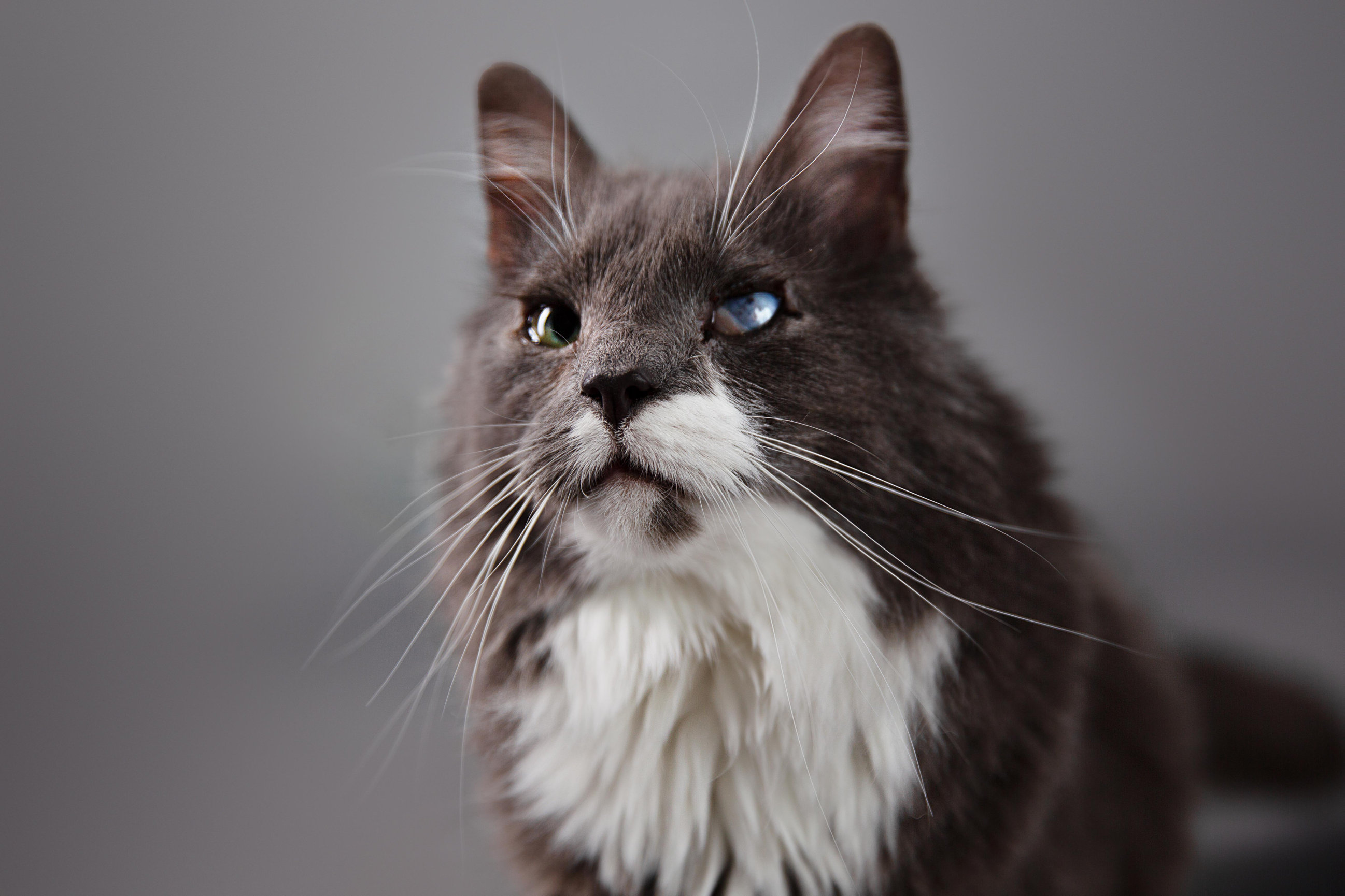 Atlanta, GA Best Pet Photographer