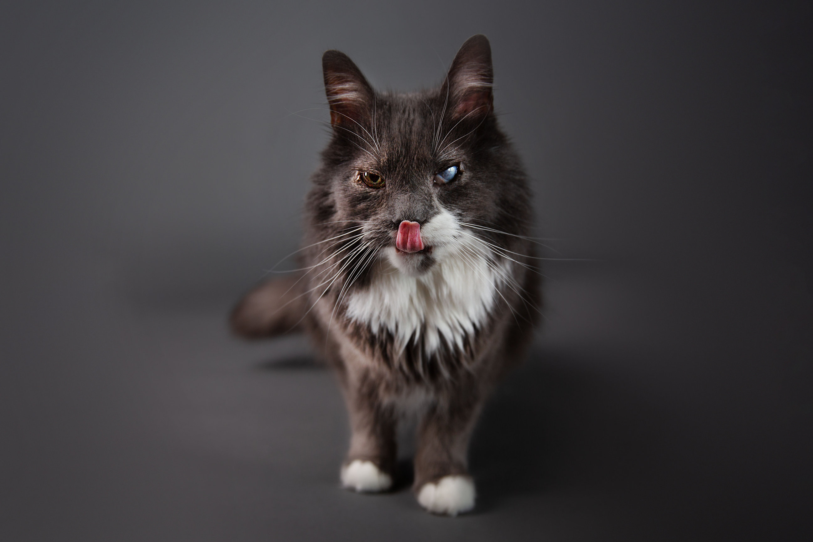 Atlanta, GA Best Pet Photographer