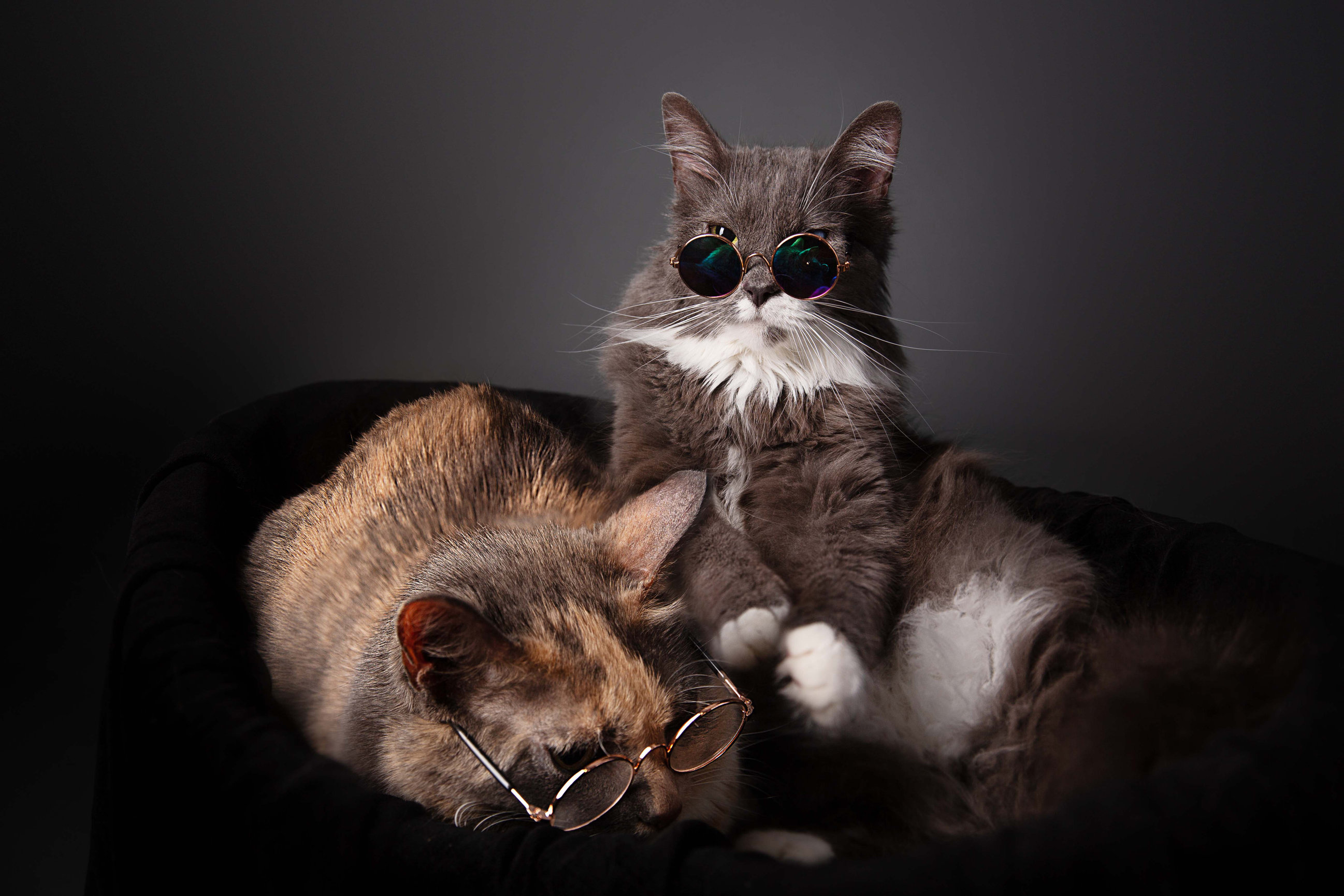 Atlanta, GA Best Pet Photographer