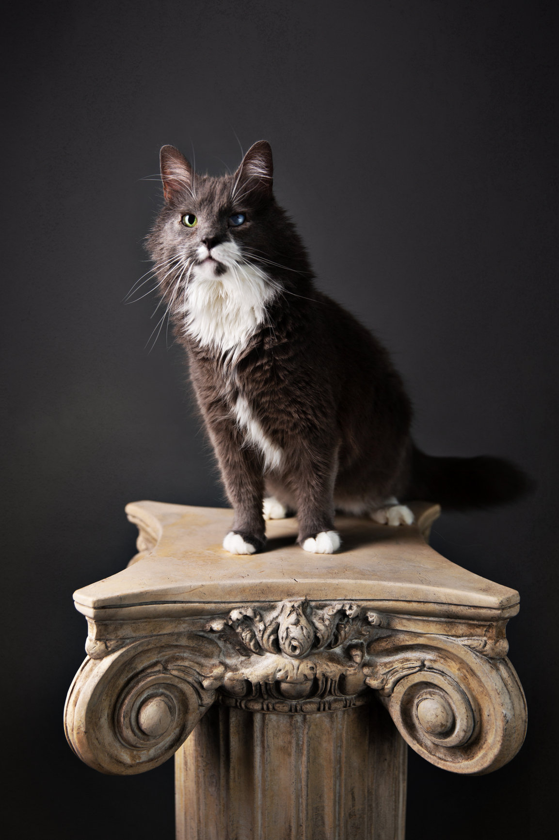 Atlanta, GA Best Pet Photographer