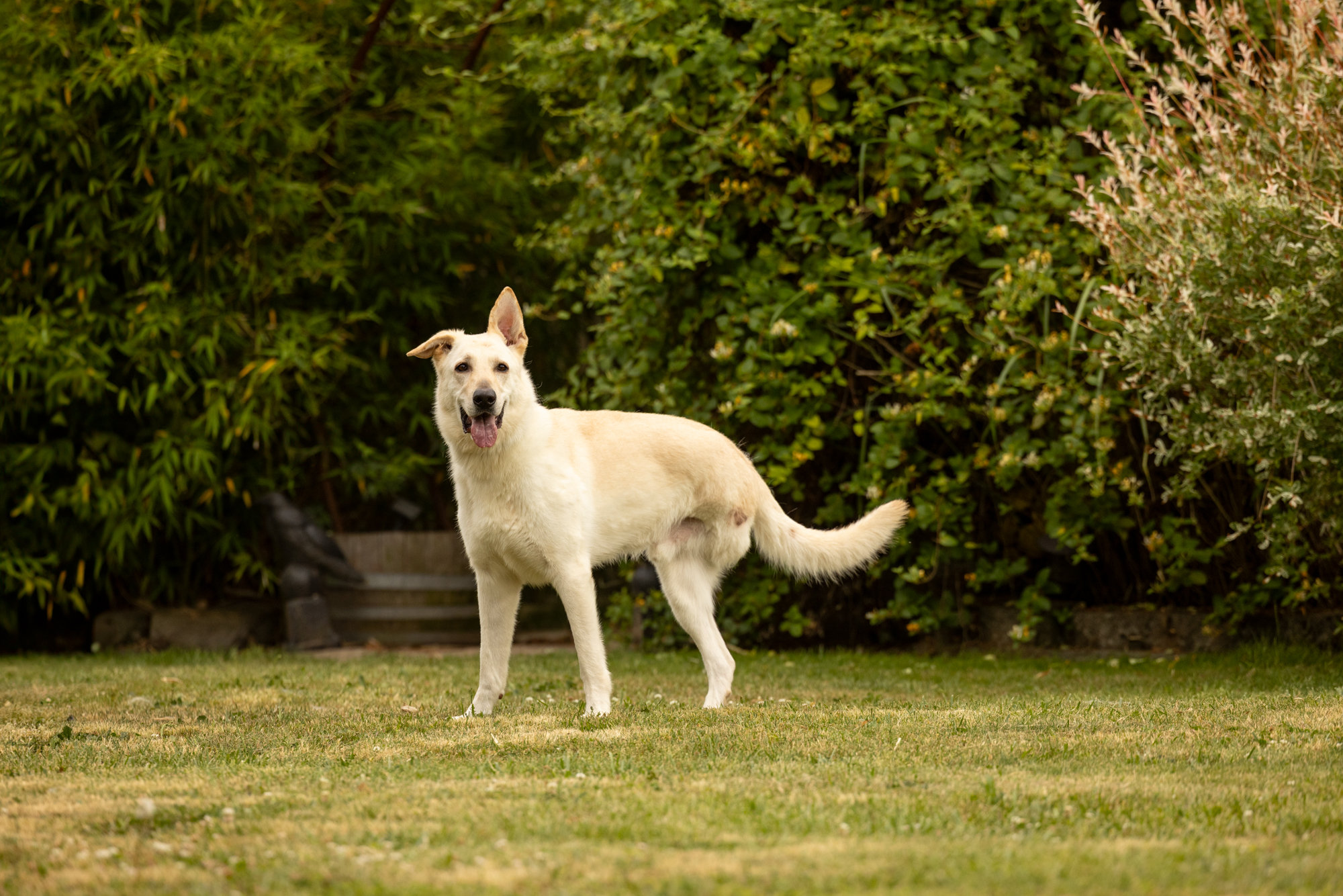 Meet Diesel - Terri Jacobson Photography