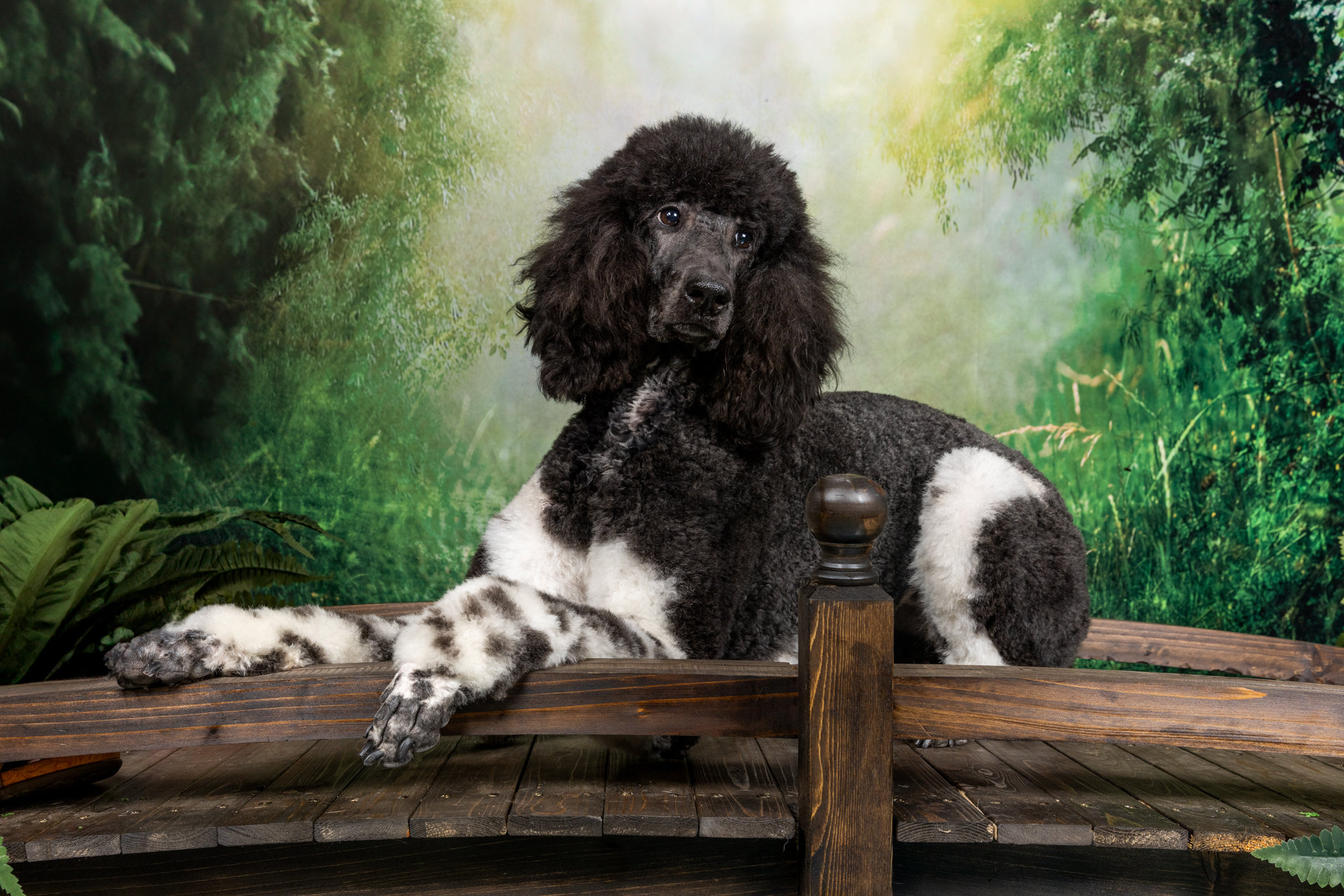 Meet Ziva, the Cover Girl of the Little Critters Rescue Calendar ...