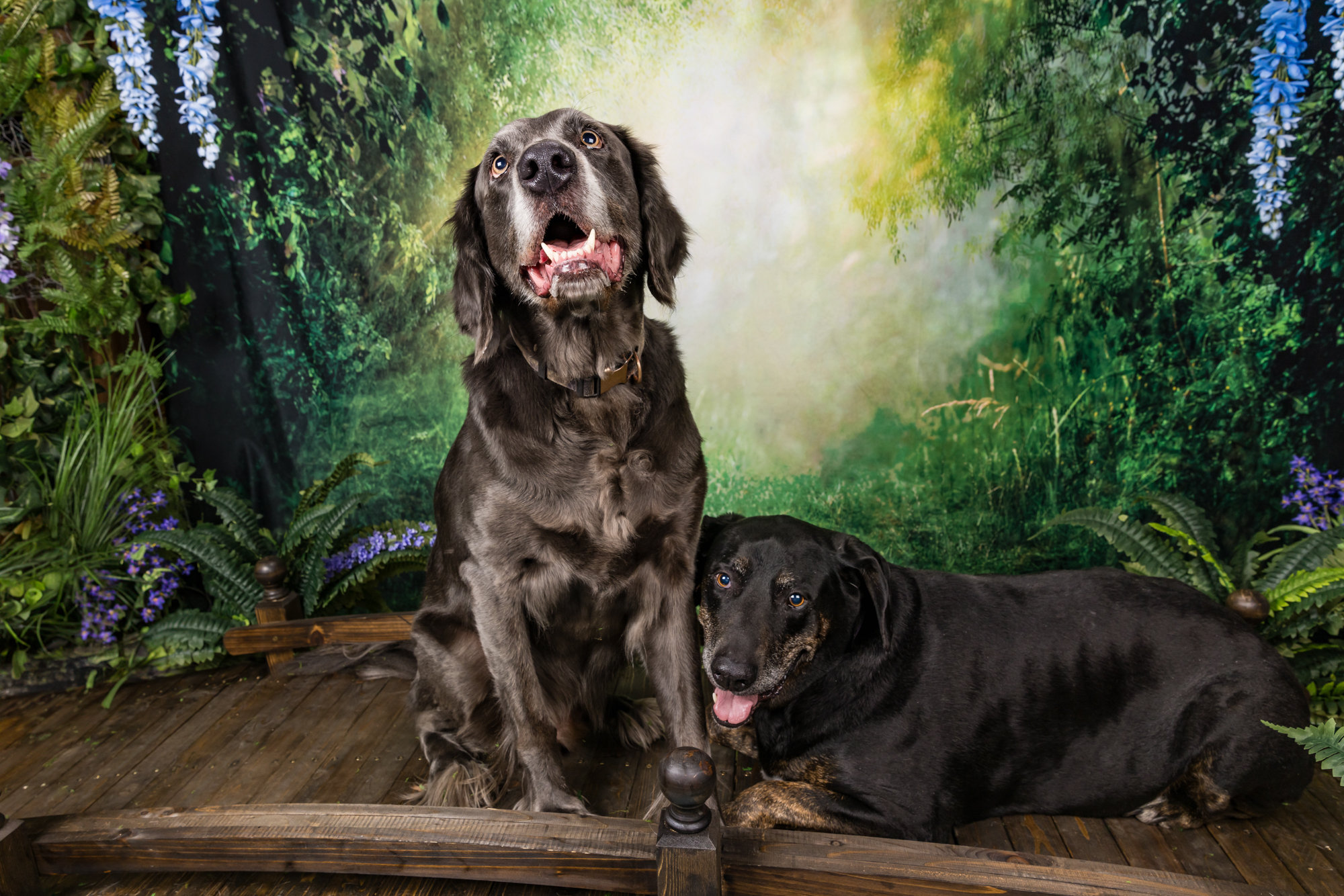Meet Buck and Remi - Terri Jacobson Photography