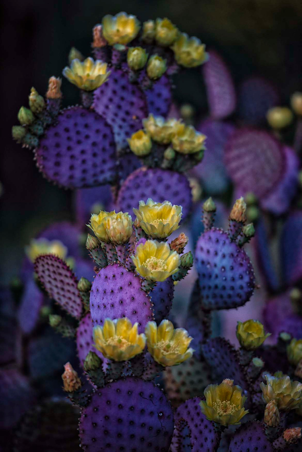 Fine Art Portfolio | Rod Mikinski Photography