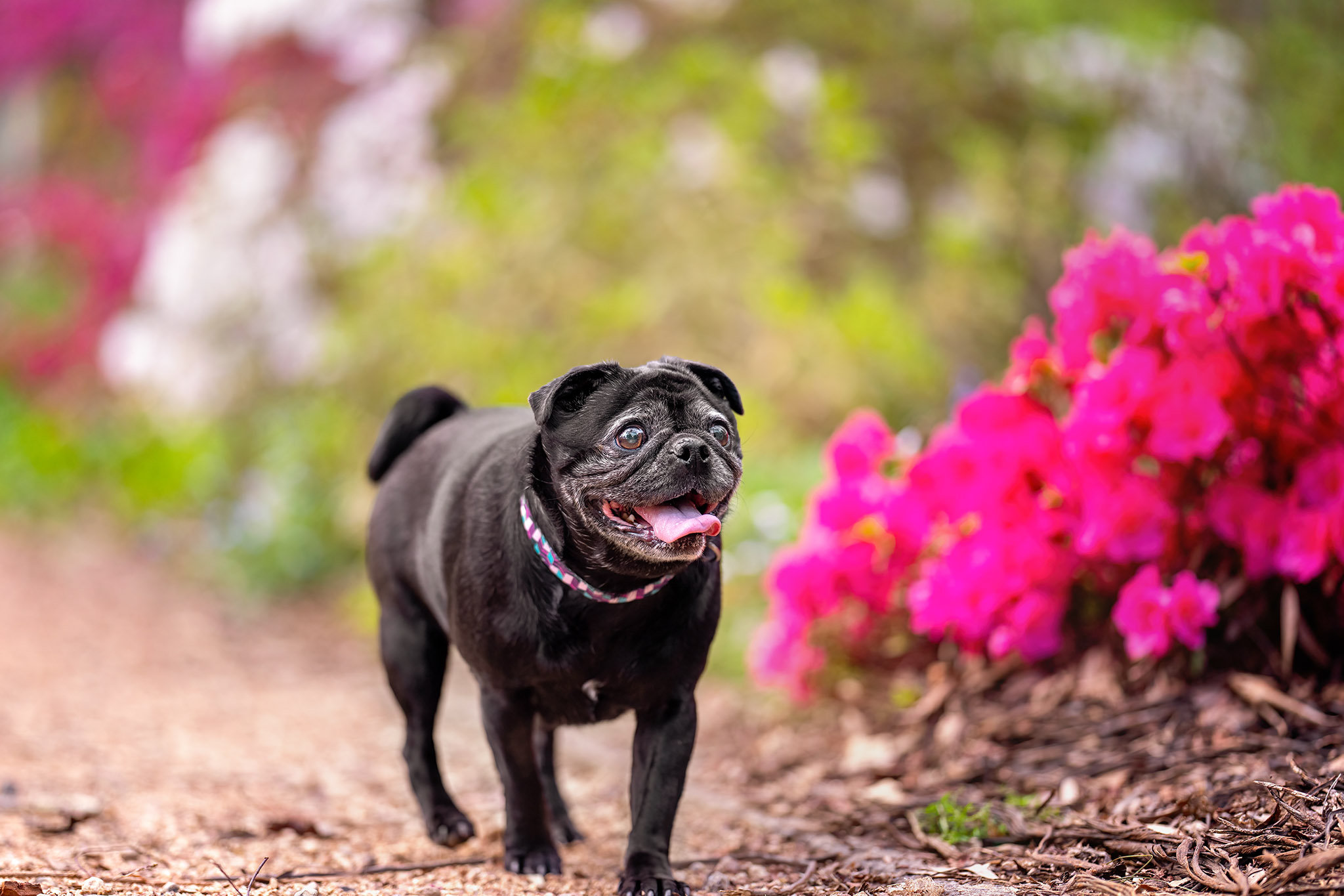 Fetherston Gardens - A Paradise for Pet Photographers