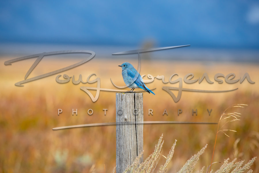 LANDSCAPES - Doug Jorgensen Photography