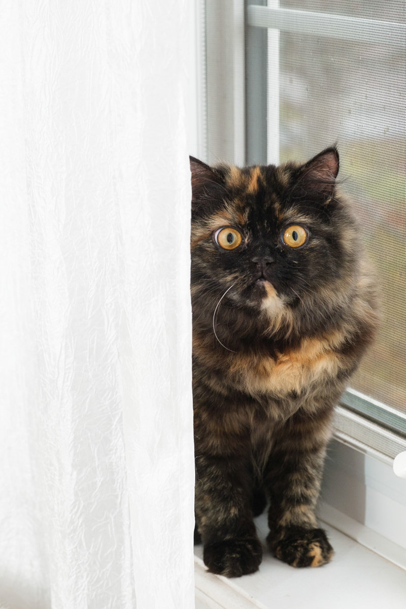 Winnie the Cat - Light and Vision