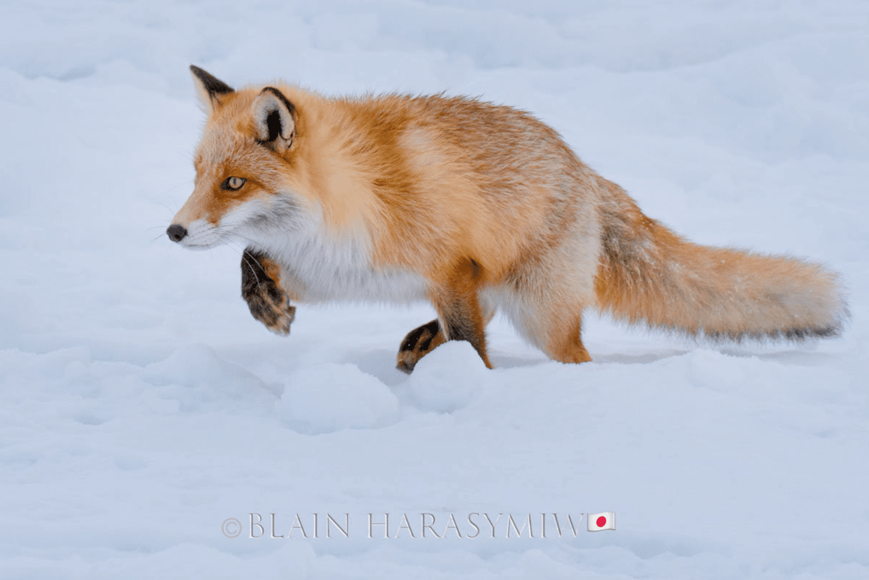 The Path to the Largest Herd of Hokkaido Sika Deer - JAPAN DREAMSCAPES