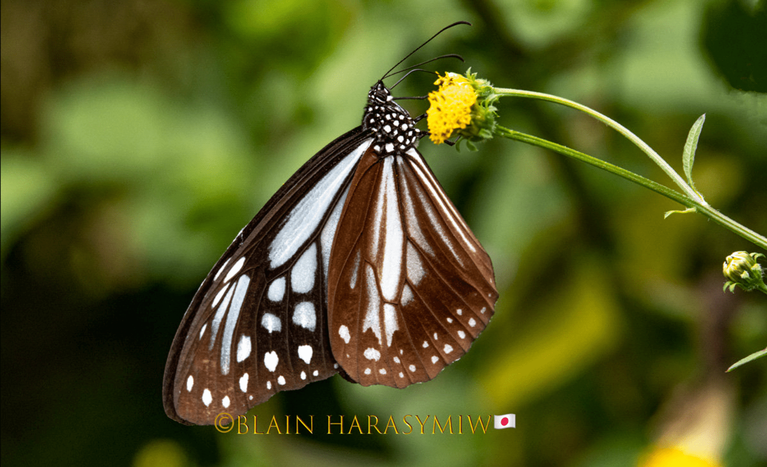 Medium Telephoto My Lens Recommendation - And Some Of My History ...