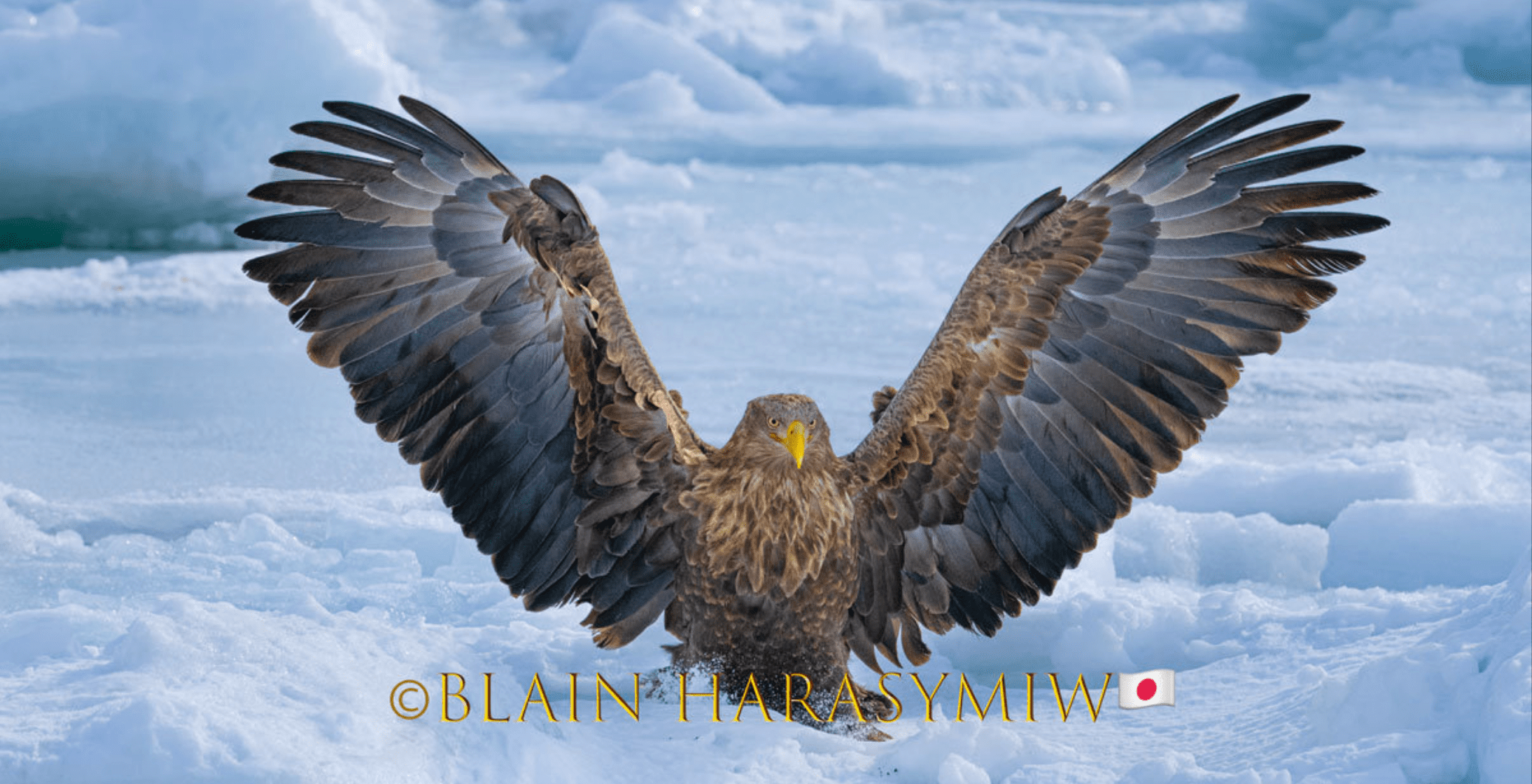 Hokkaido, Japan’s Endemic Raptor - The White-tailed Eagle - JAPAN ...