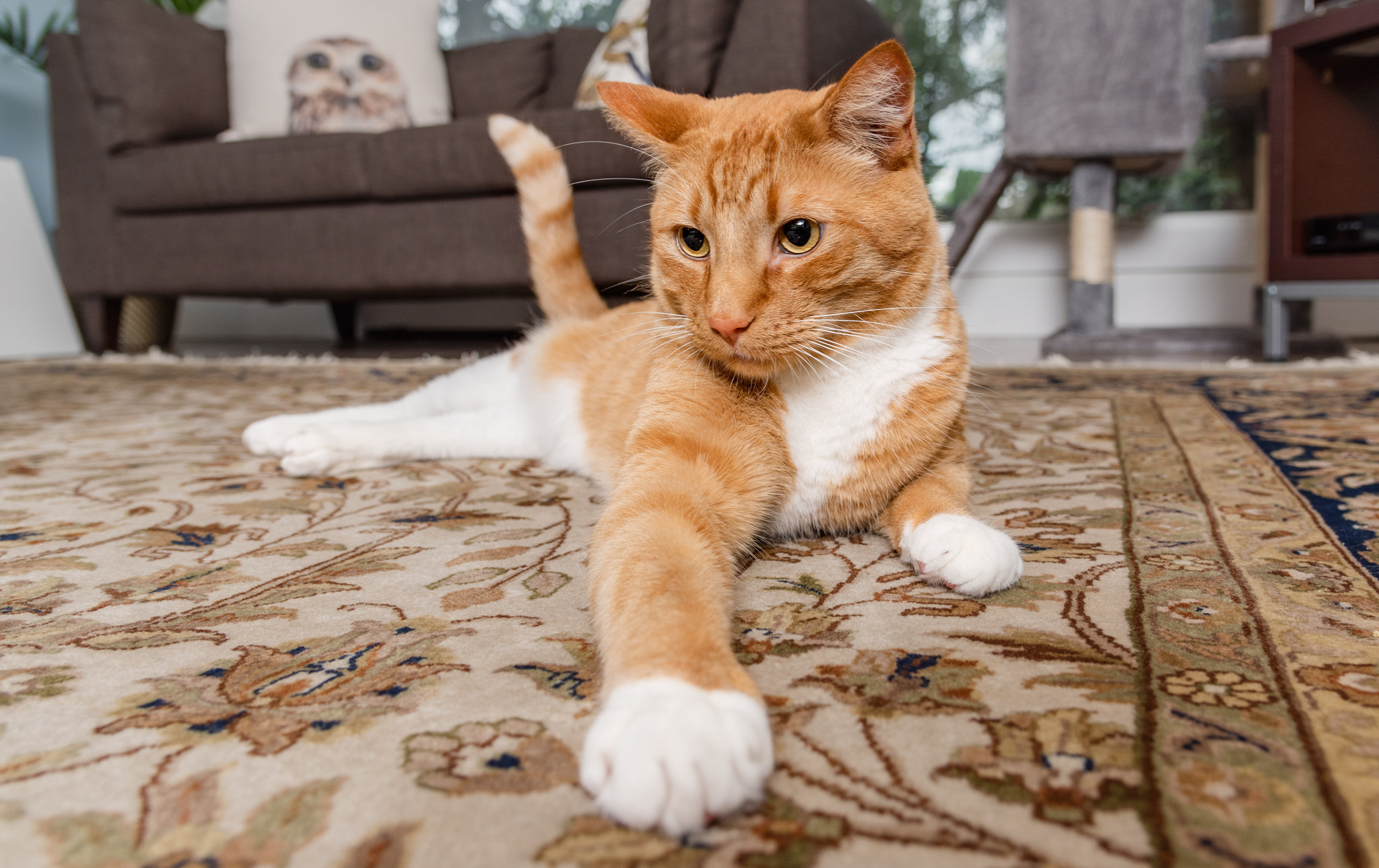 HOME - Savvy Cat Photography