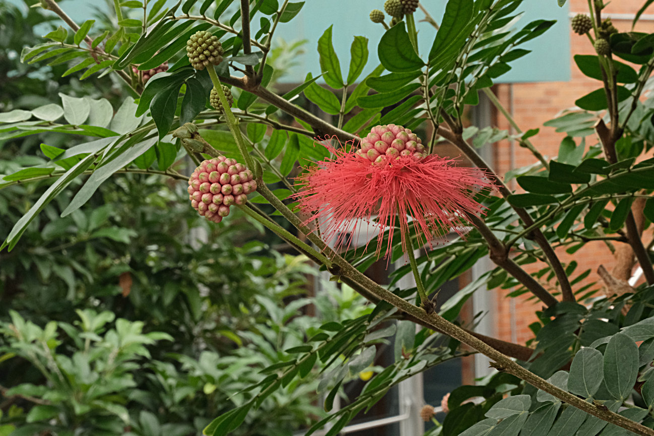 The Problem with Botanical Gardens - Mike Moats - Award Winning Macro ...