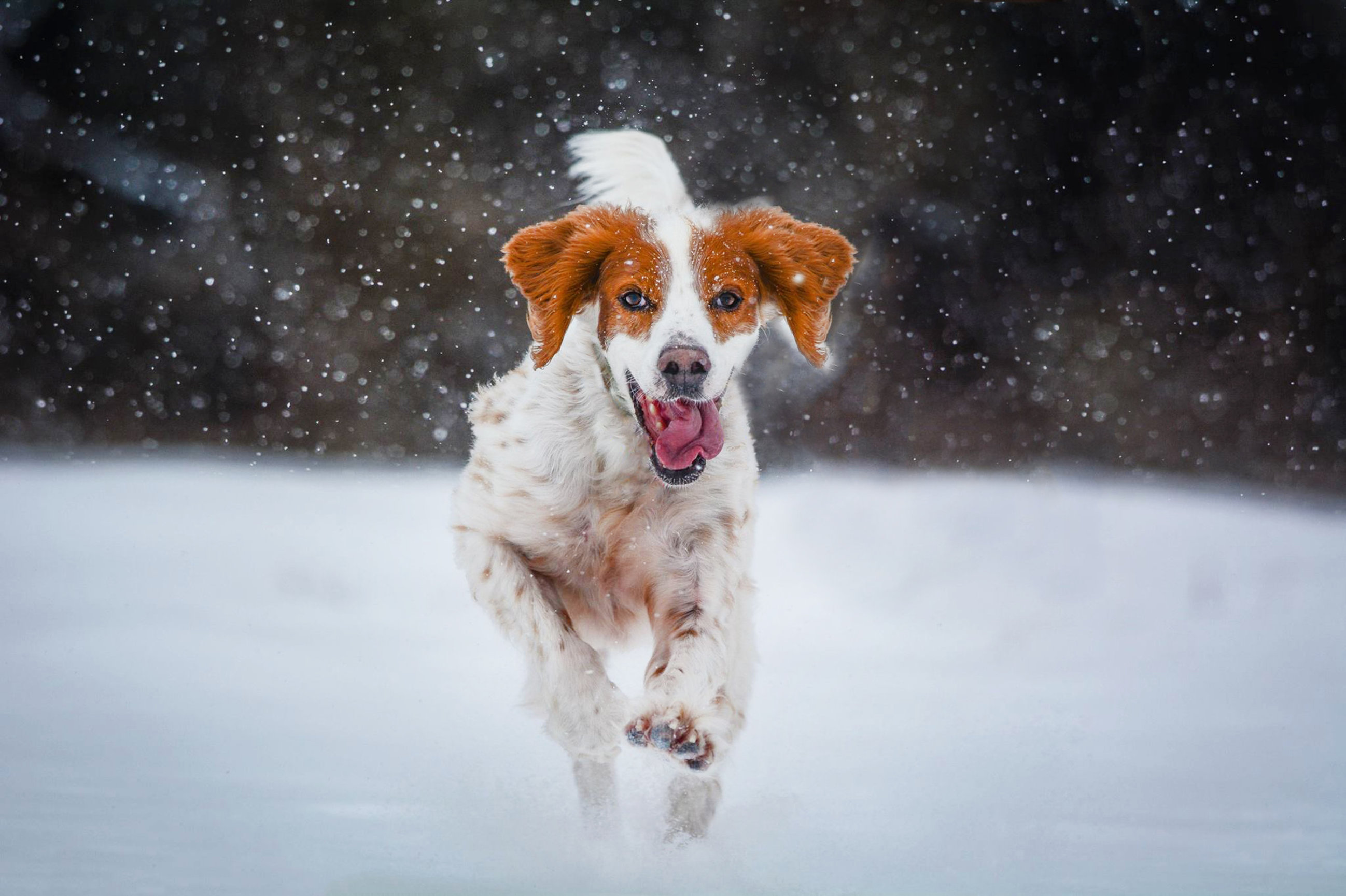 Meet the Dogs of Winter - Rough Coat Photography