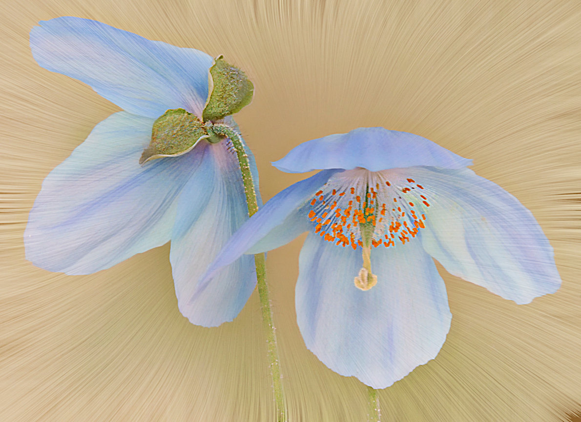 Macro Photography is Very Easy to Do. - Mike Moats - Award Winning ...