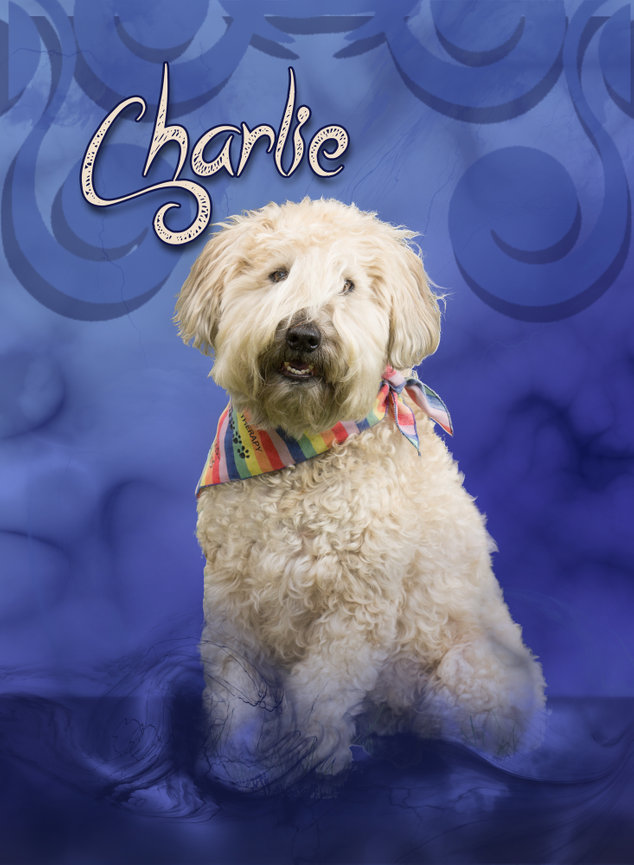 Woof Cards - PawprintsPixPhotography