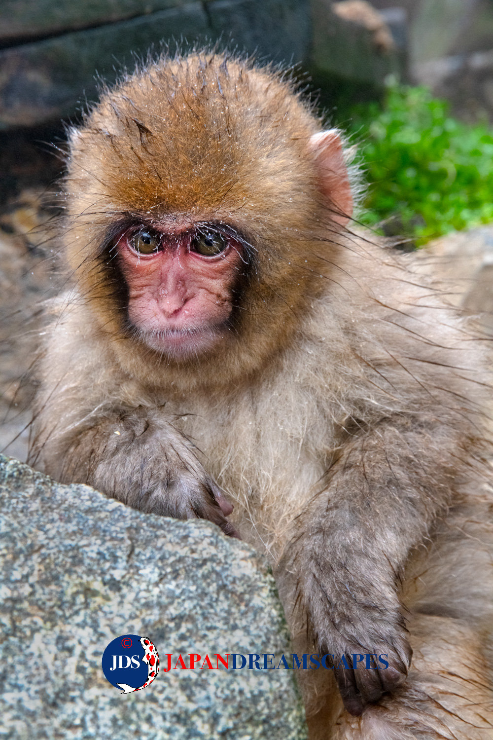 Adventure Filled Summer - Japan Snow Monkey Photo Tour - JAPAN DREAMSCAPES