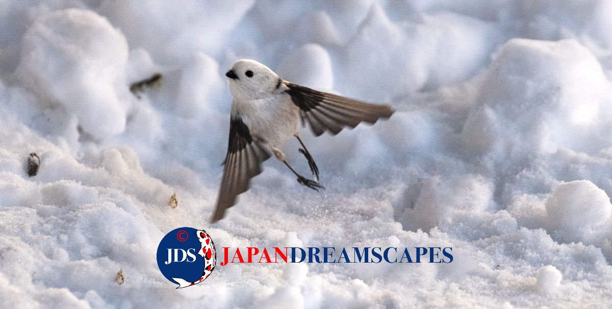 Hokkaido Photo Tour Miniature Flying Snowball - The Shima Enaga - JAPAN ...