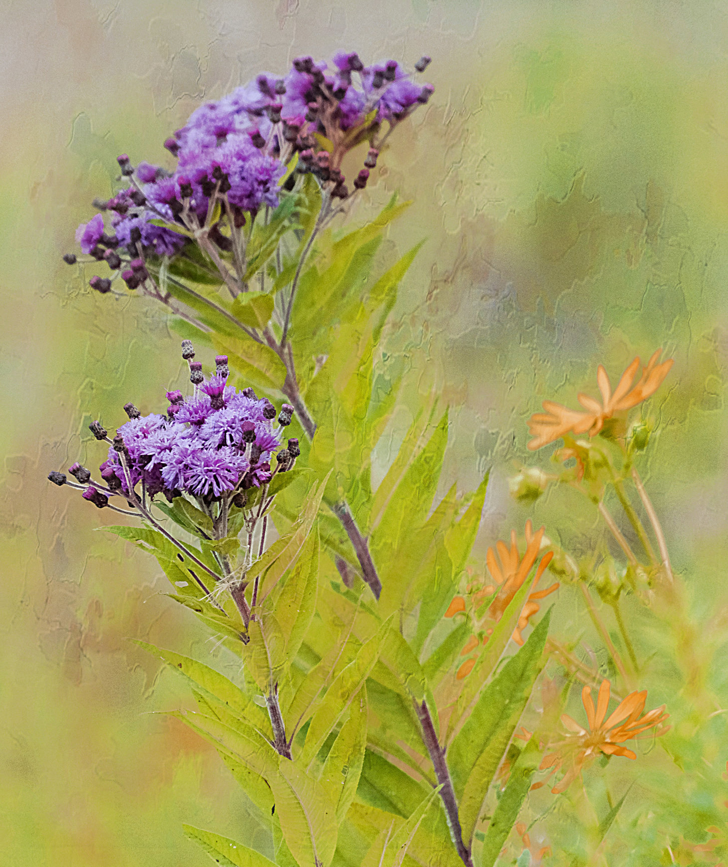 My Favorite Creative Post Processing Flower Images of 2024 - Mike Moats ...