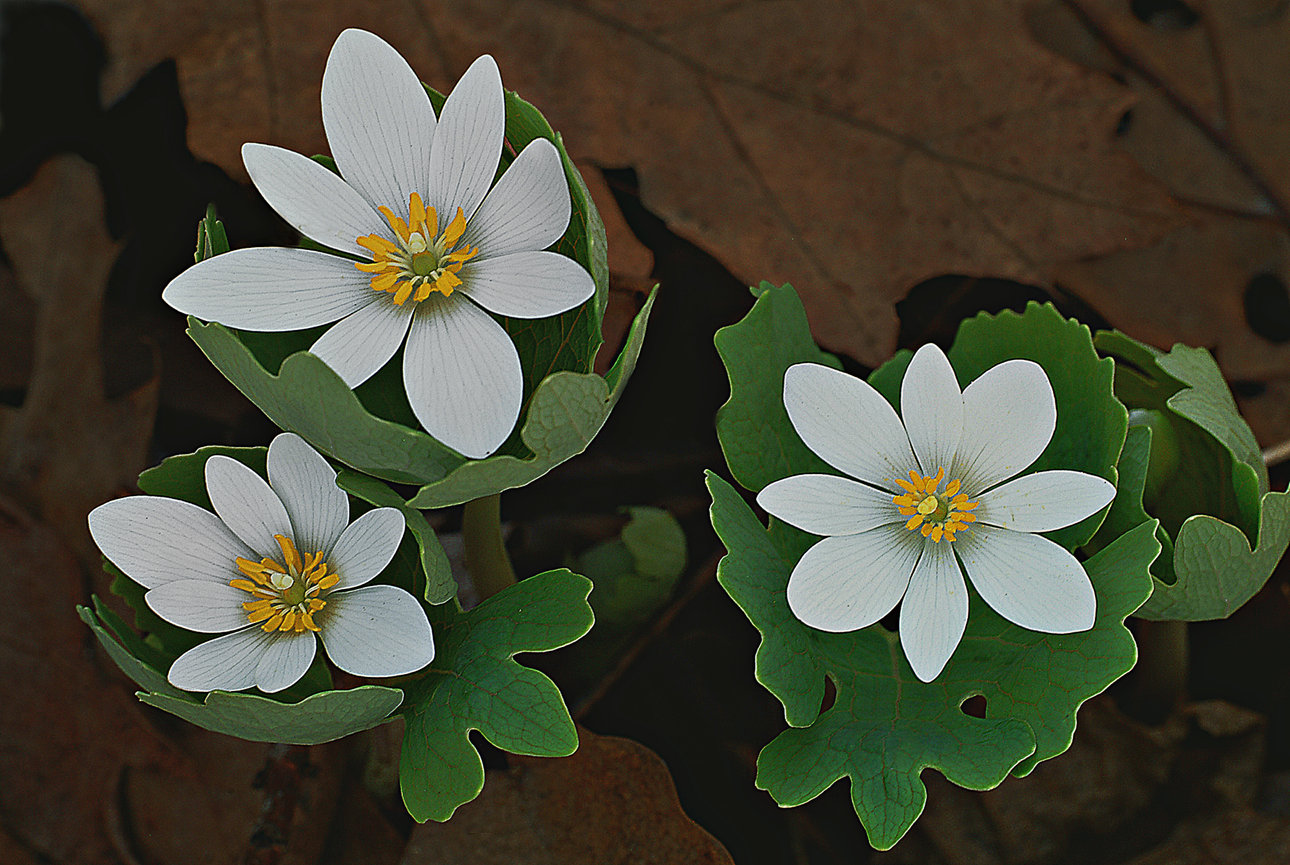 Mike Moats Macro Photography Blog