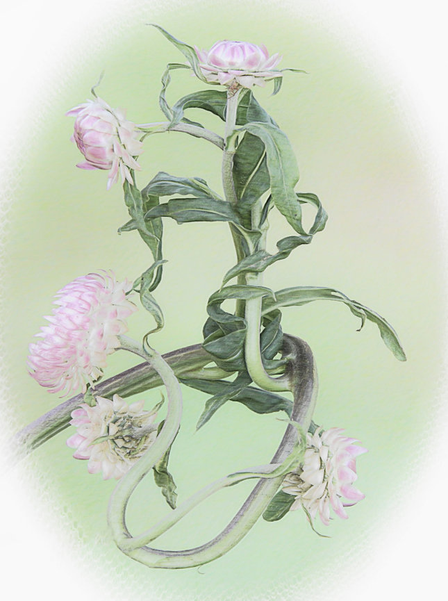 Straw Flowers - Before and After - Mike Moats - Award Winning Macro ...